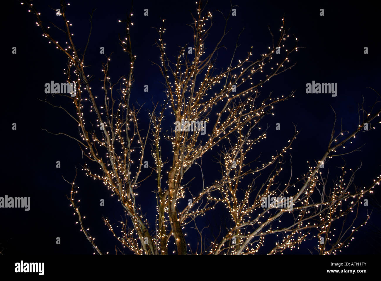 TREE WITH LIGHT BULBS Stock Photo - Alamy