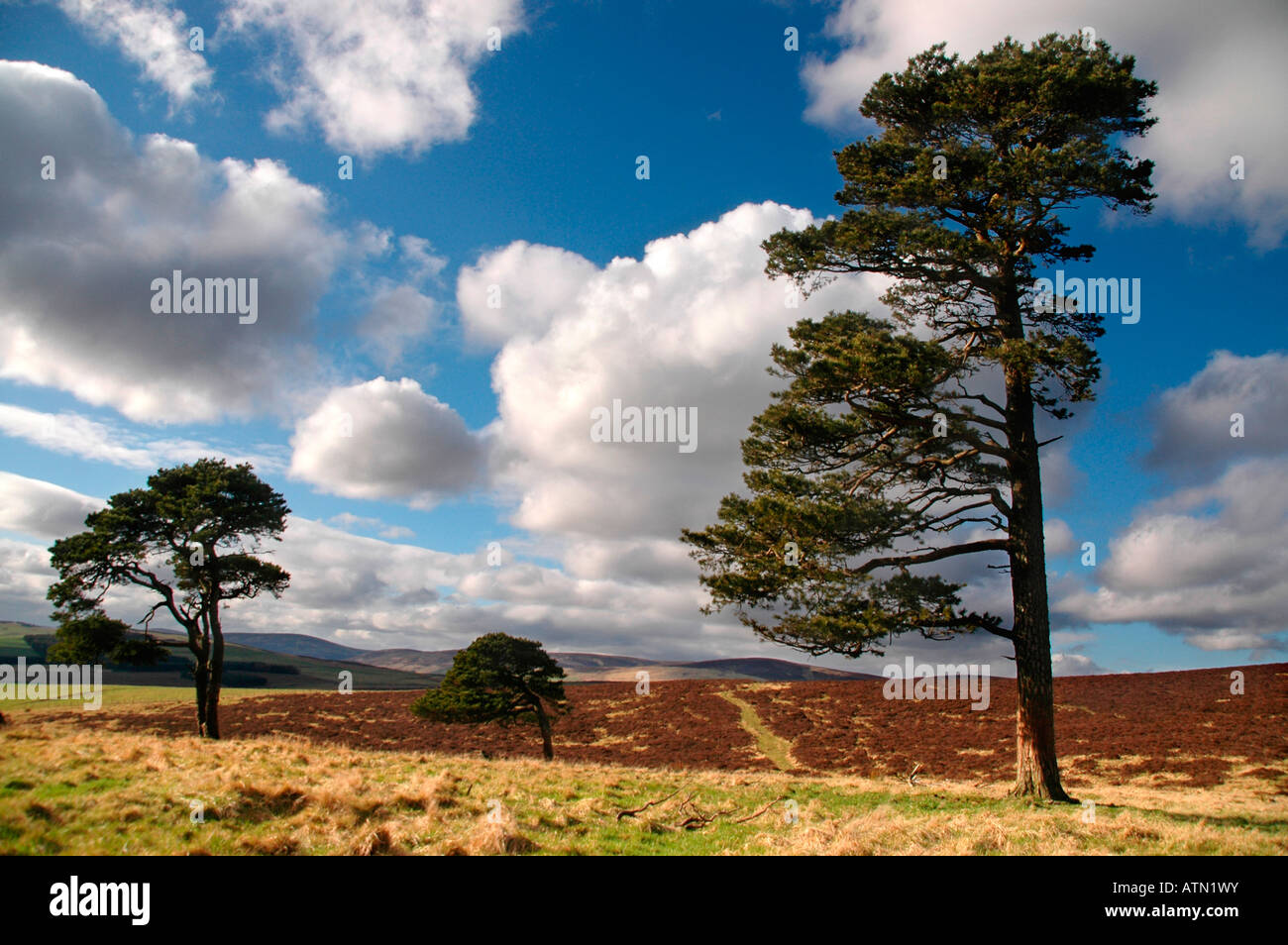 Scots pines in heath land with the angus hills in the distance Stock ...