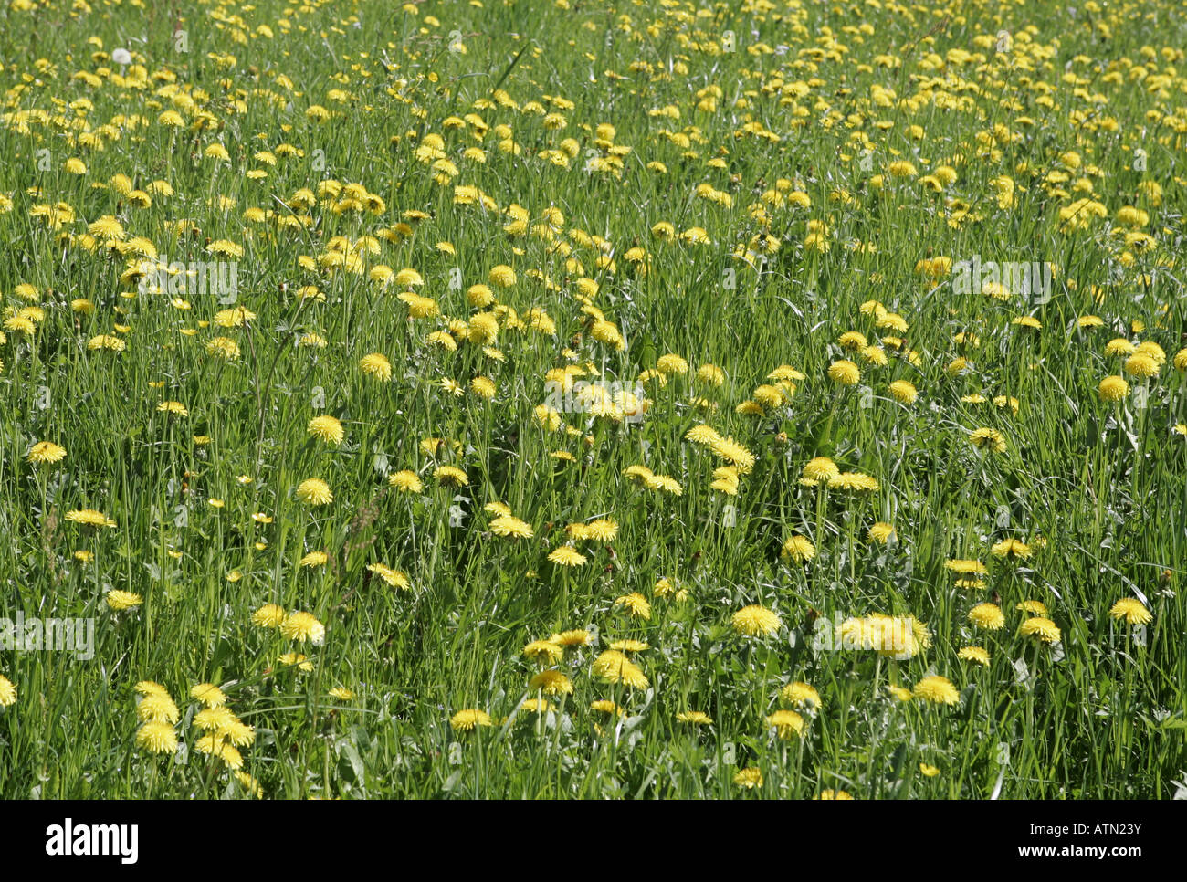Field of dandelion flowers Stock Photo - Alamy