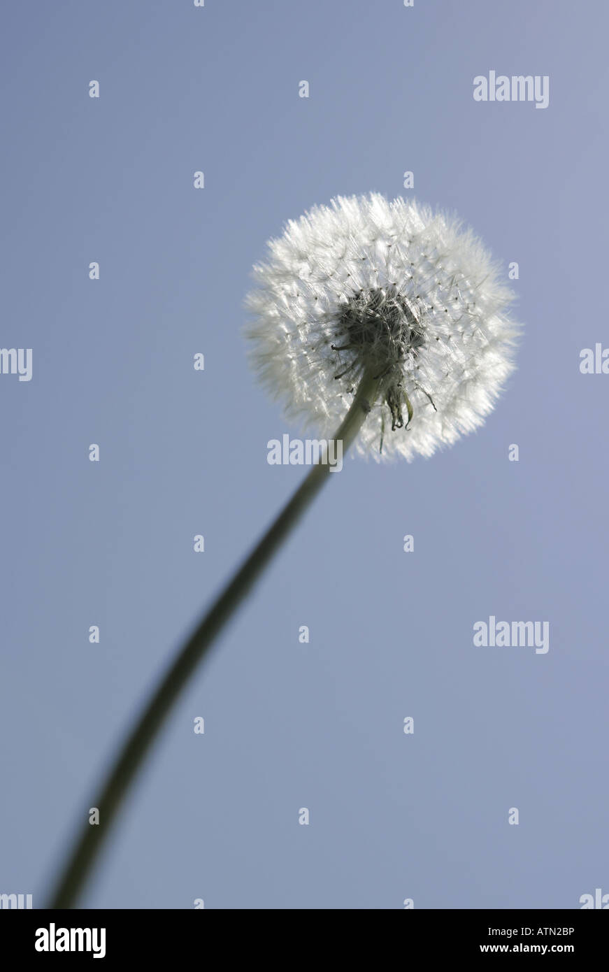 Close-up of a Dandelion seed head Stock Photo - Alamy