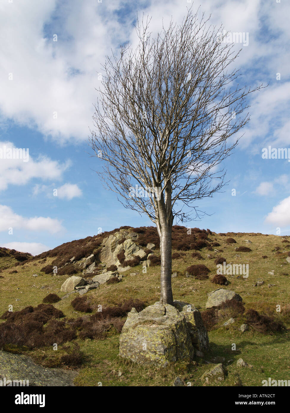 tree in broken rock kendal hill blue sky clouds Stock Photo - Alamy