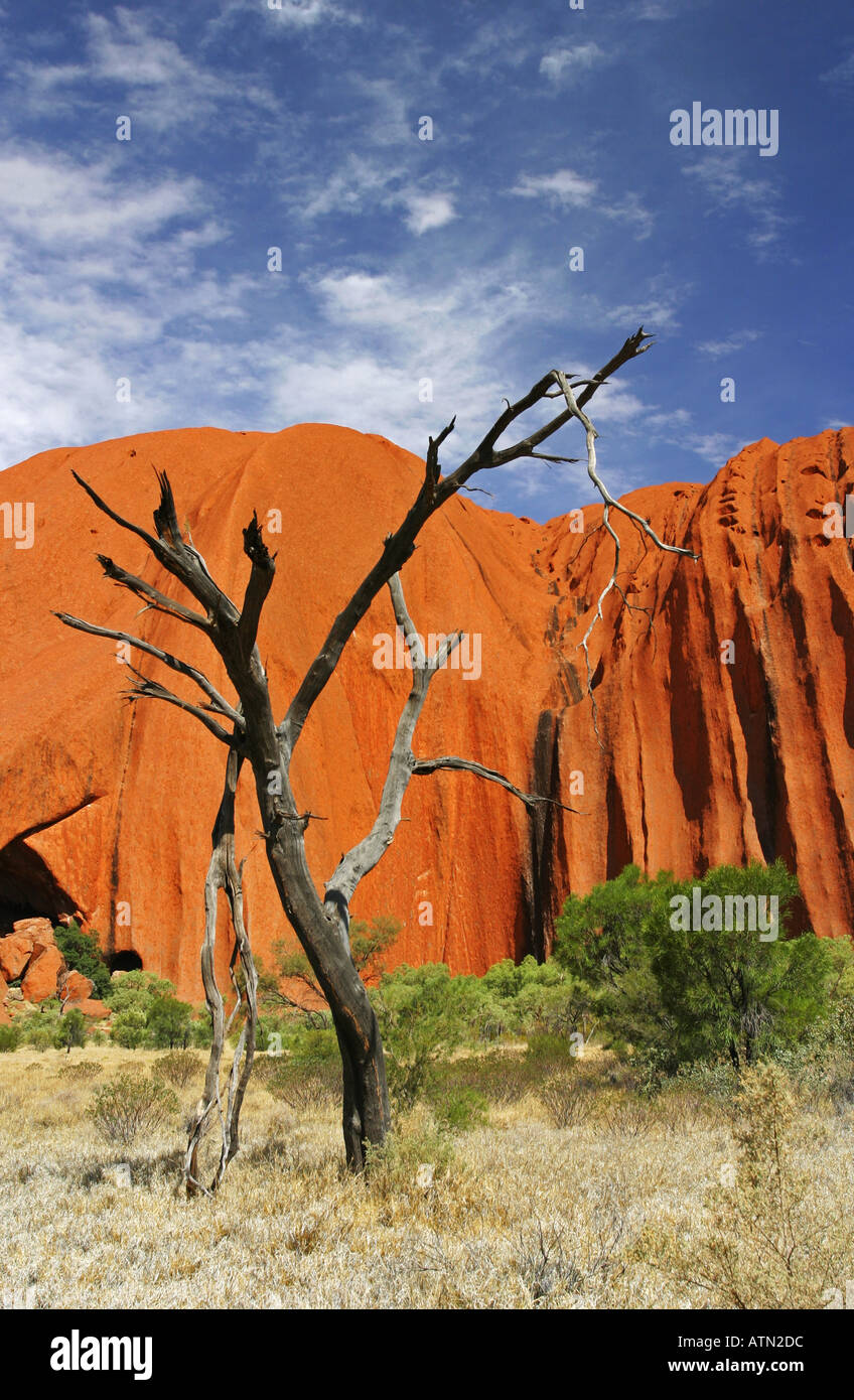 A single desert tree stands alone in front of the mighty Ayers Rock ...