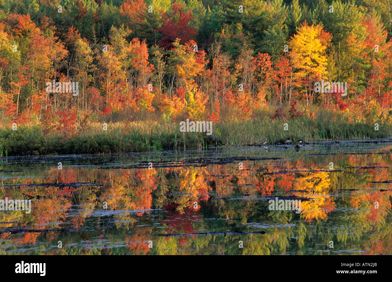 fall coloured forest at a lake in the Adirondack Mountains New York ...