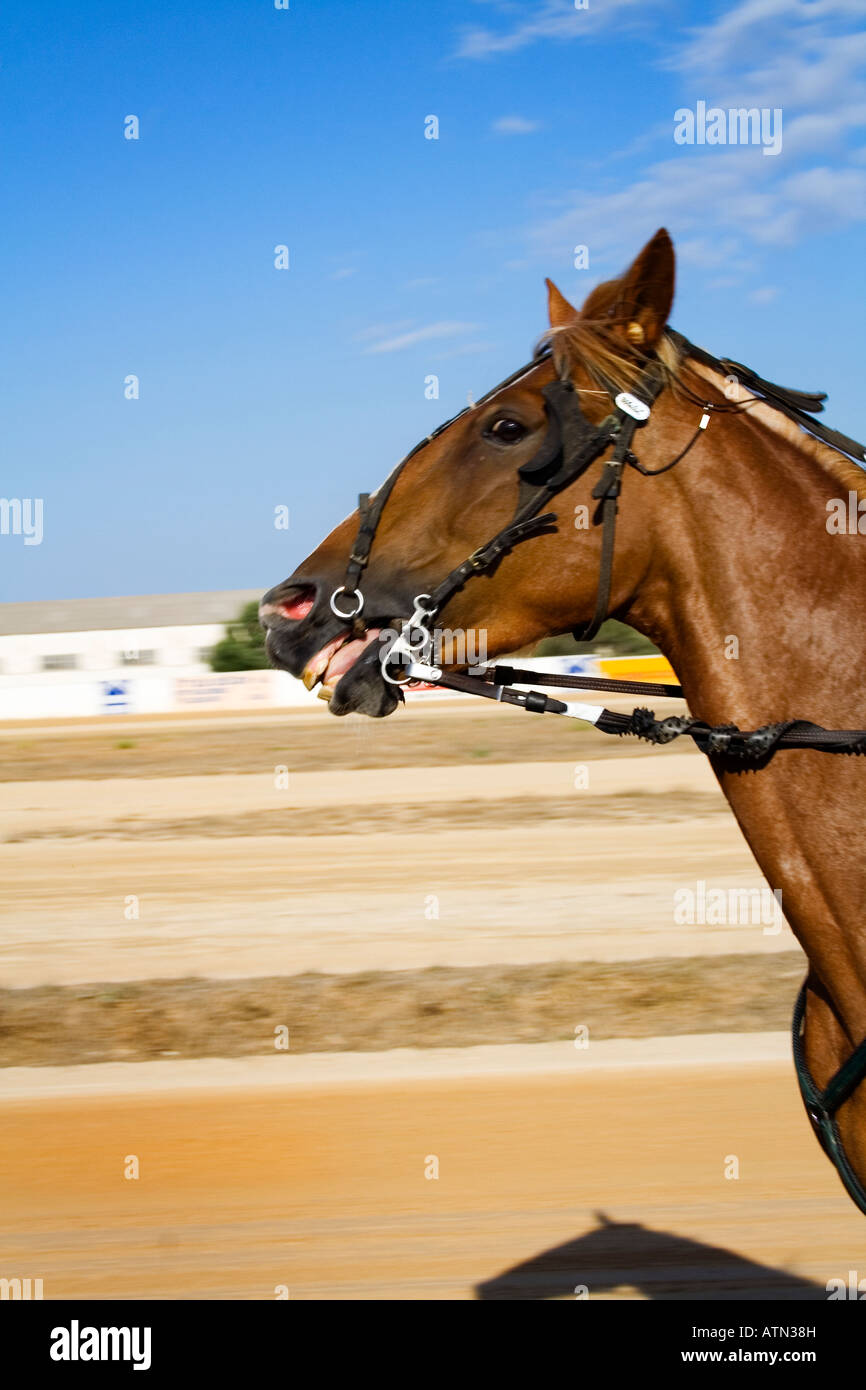 Horse mouth open showing teeth hi-res stock photography and images - Alamy