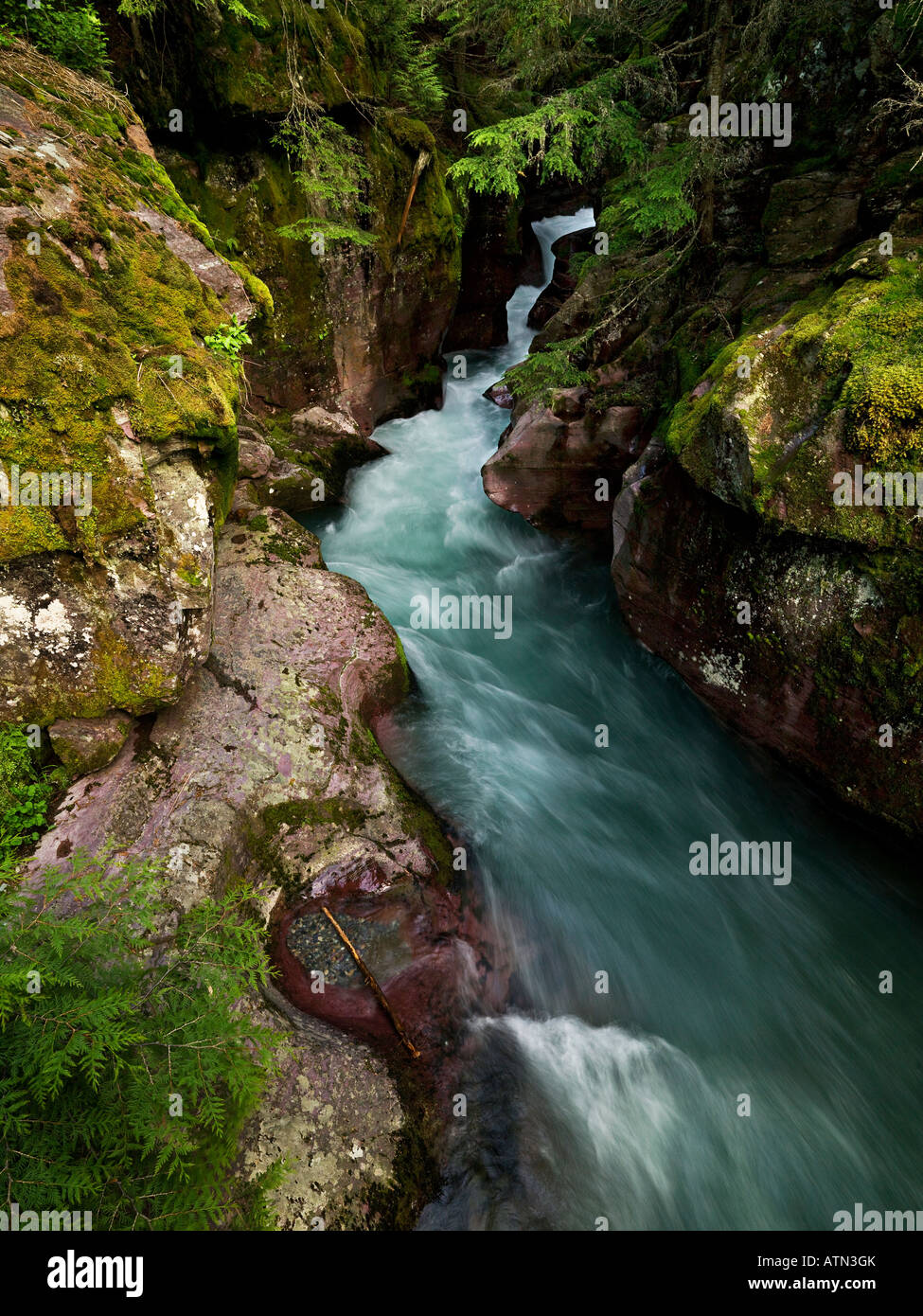 Avalanche Creek cascades down Glacier National Park with spring runoff ...