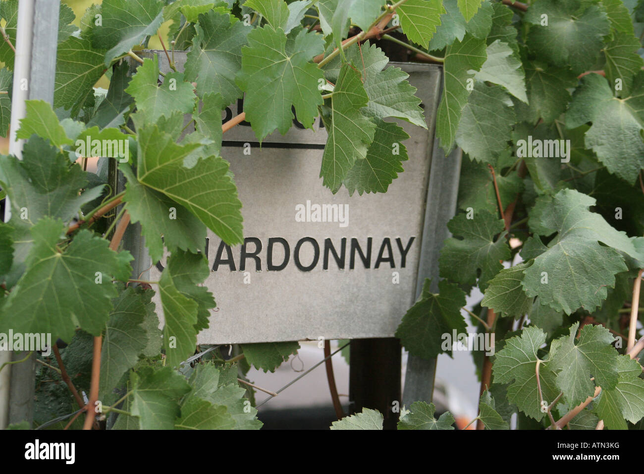 Grapes sign hi-res stock photography and images - Alamy