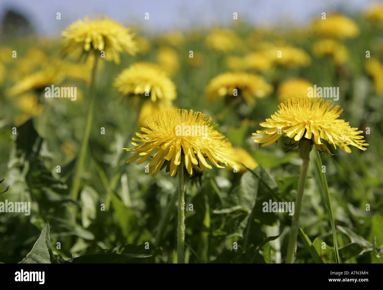 Field of dandelion flowers Stock Photo - Alamy