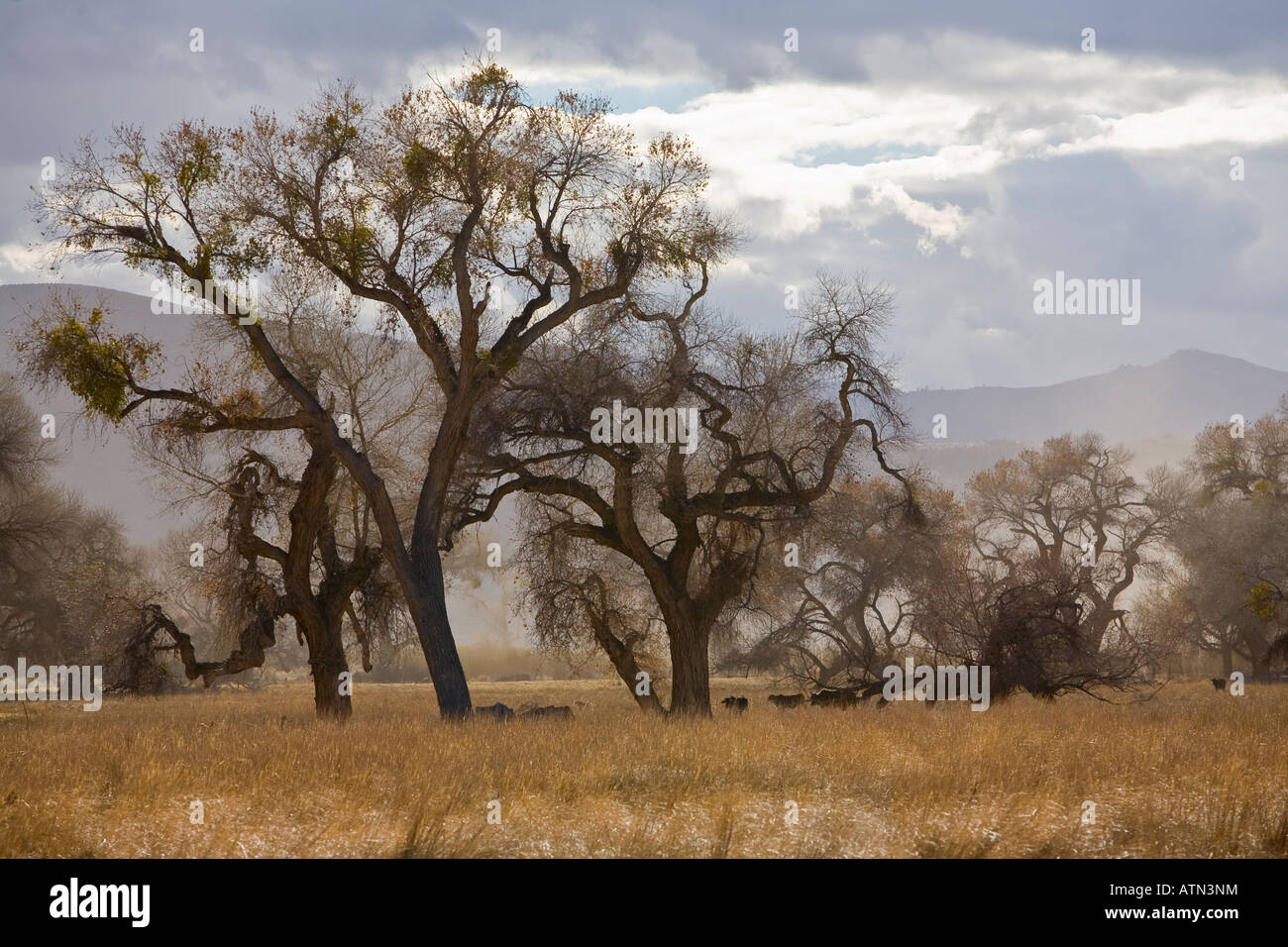 Spring wind storms creates mysterious lighting with California Oak ...
