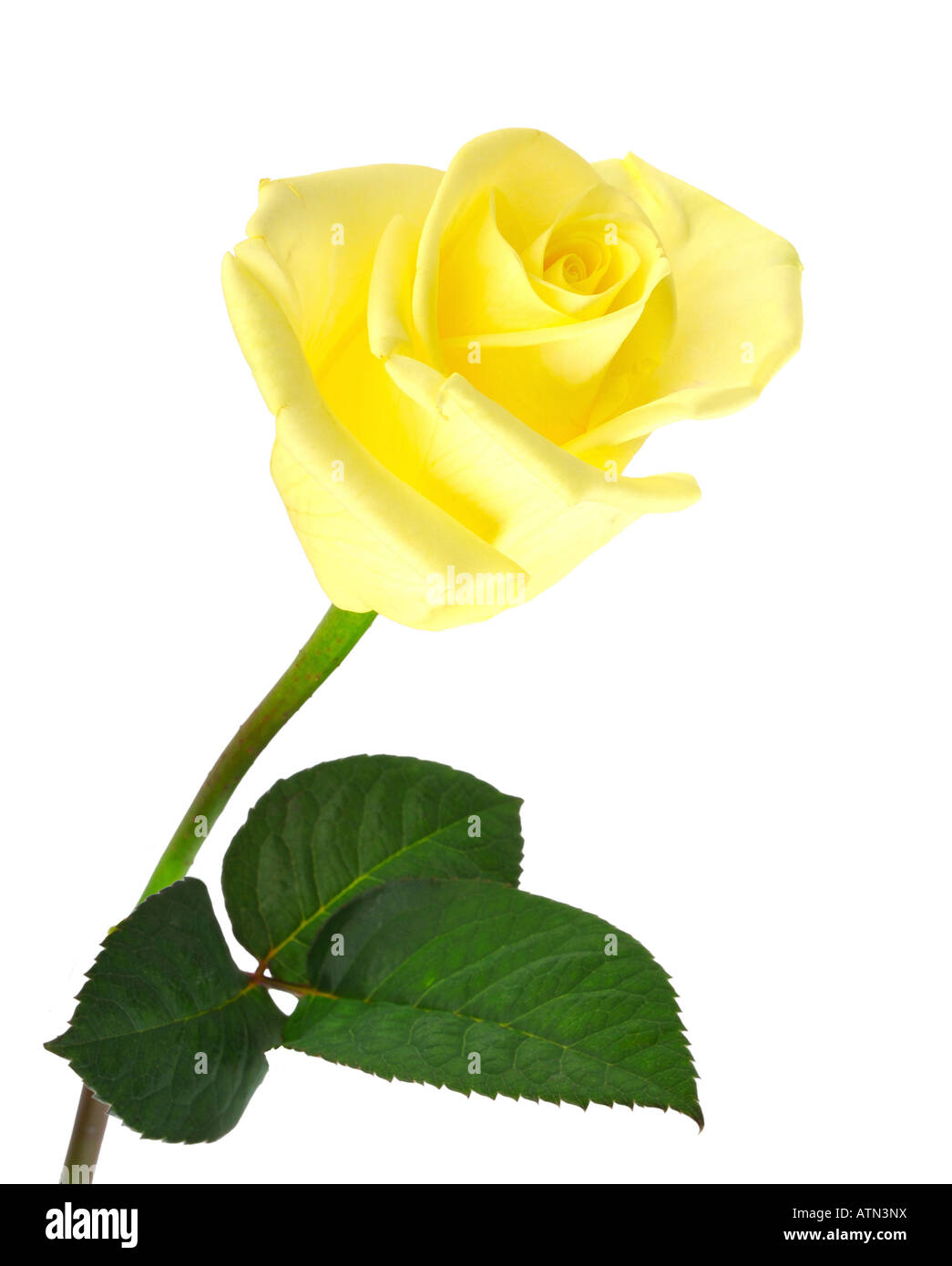 Beautiful yellow rose with leaf isolated white background Stock Photo ...