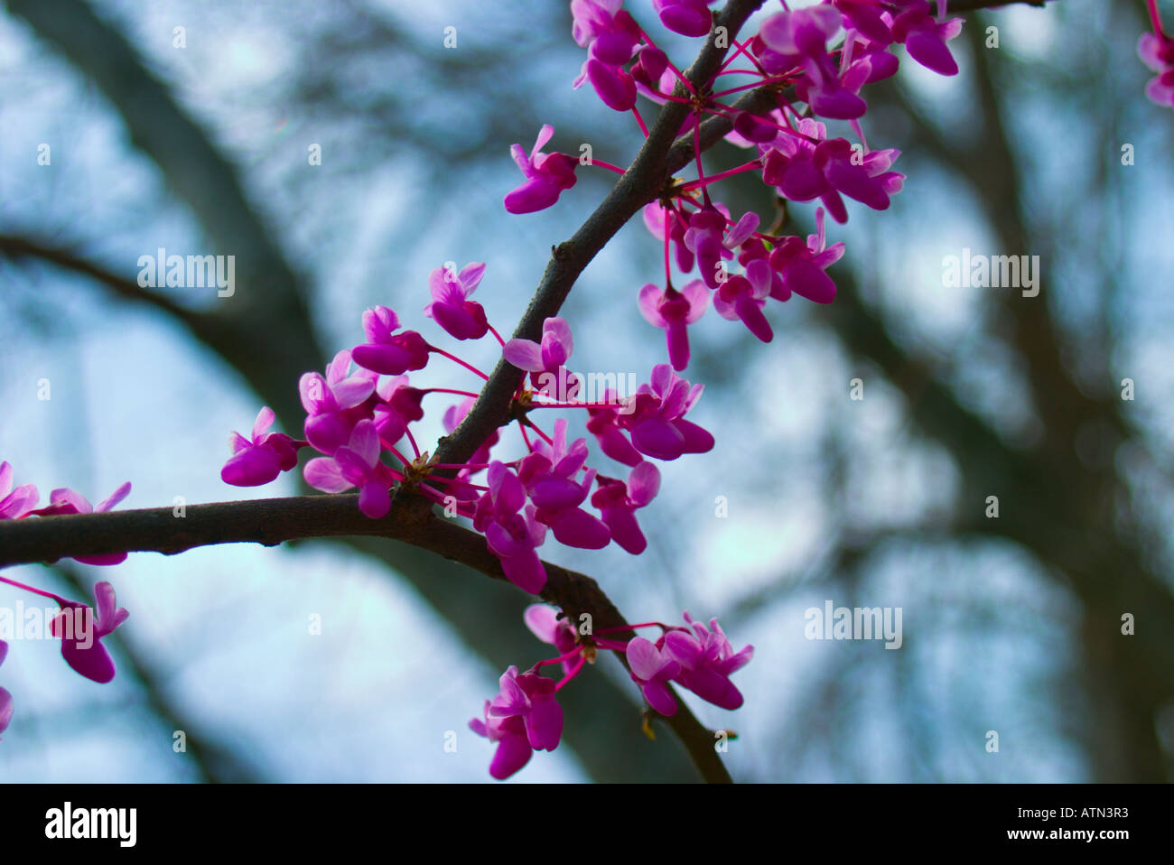 Redbud Tree blooms Stock Photo - Alamy