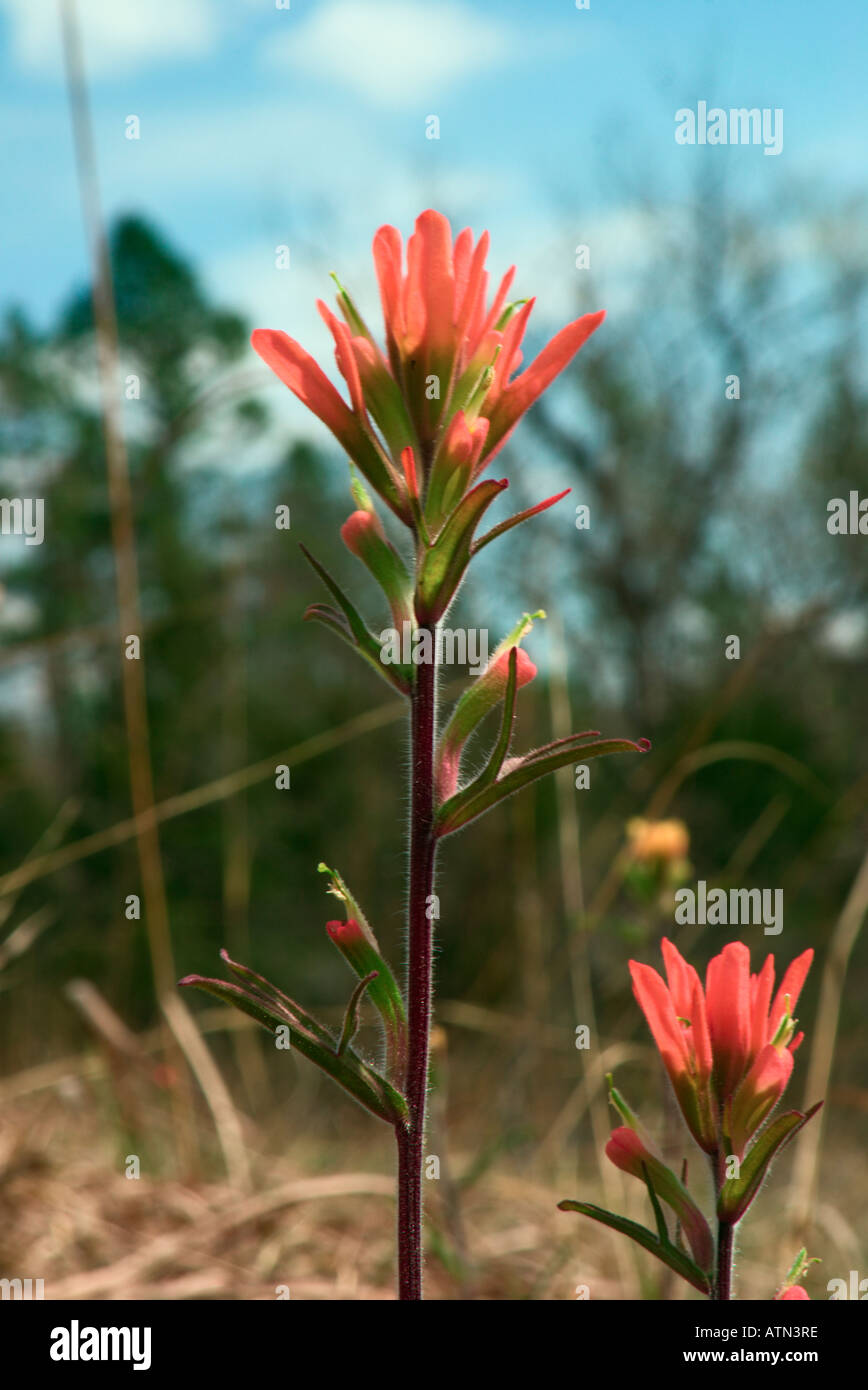 Paintbrush seed hi-res stock photography and images - Alamy