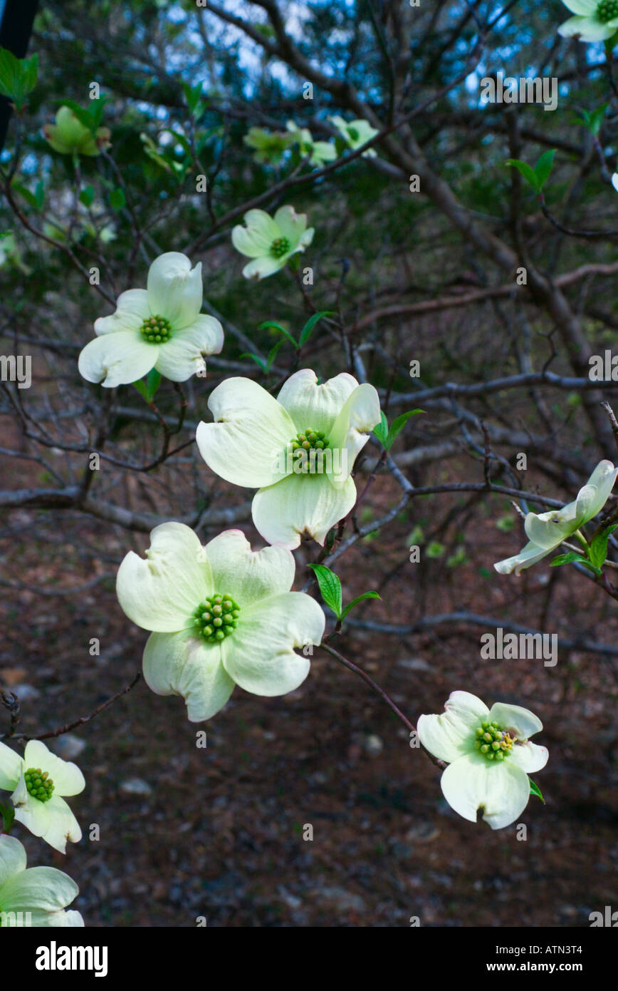 Dogwood blooms hi-res stock photography and images - Alamy