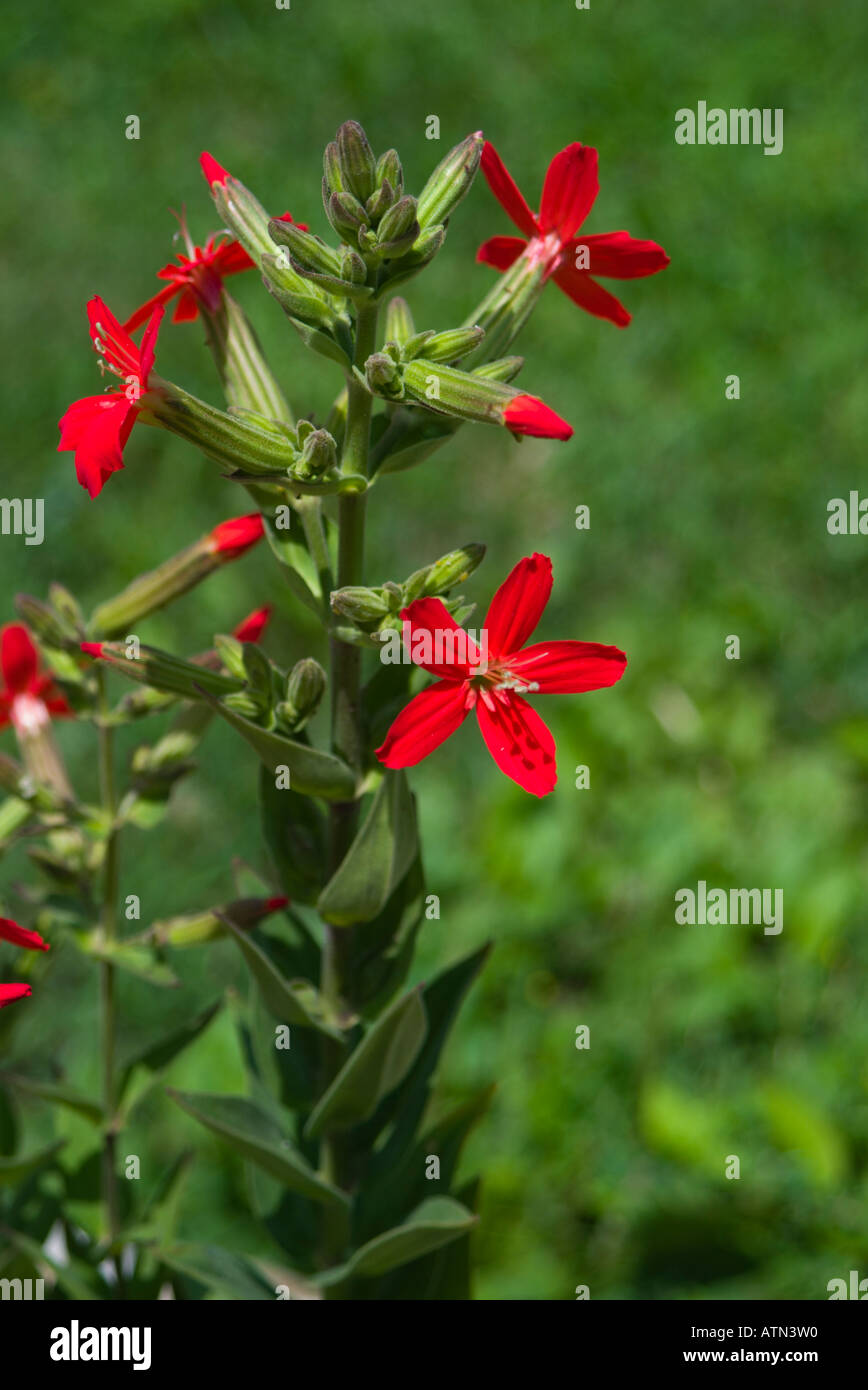 Royal catchfly hi-res stock photography and images - Alamy