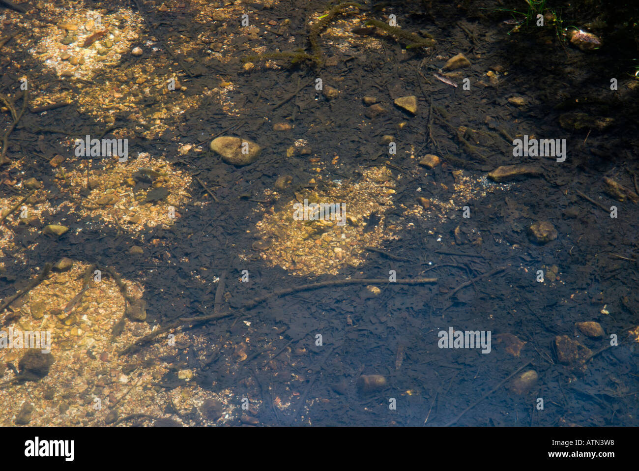Bluegill sunfish nest hi-res stock photography and images - Alamy