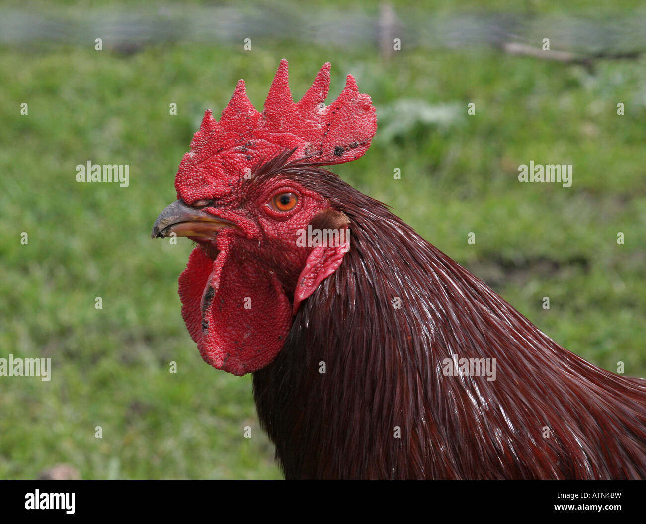 Bird comb hi-res stock photography and images - Alamy