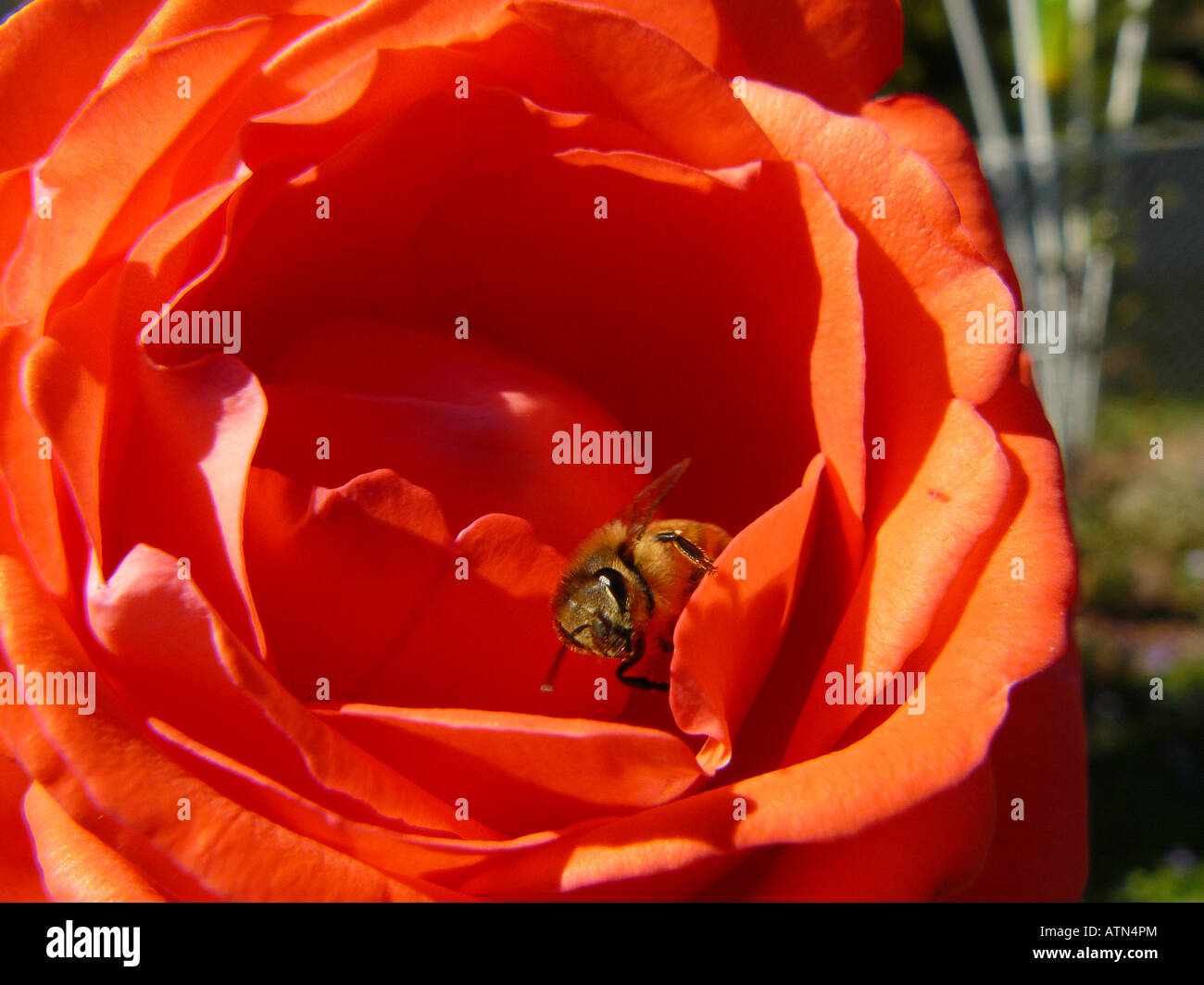 A red rose with a honeybee Stock Photo - Alamy