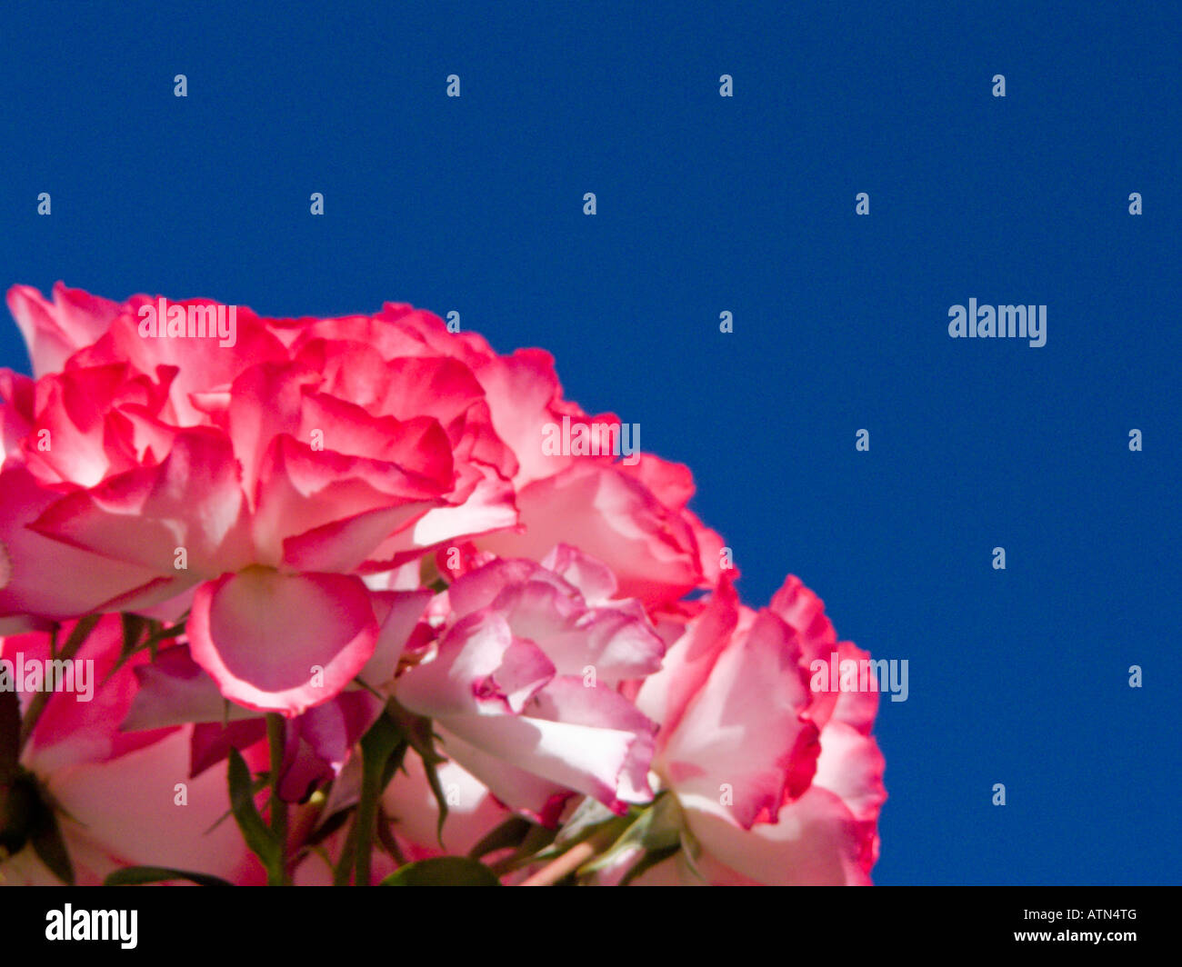 White flowers under looking up blue sky hi-res stock photography and ...