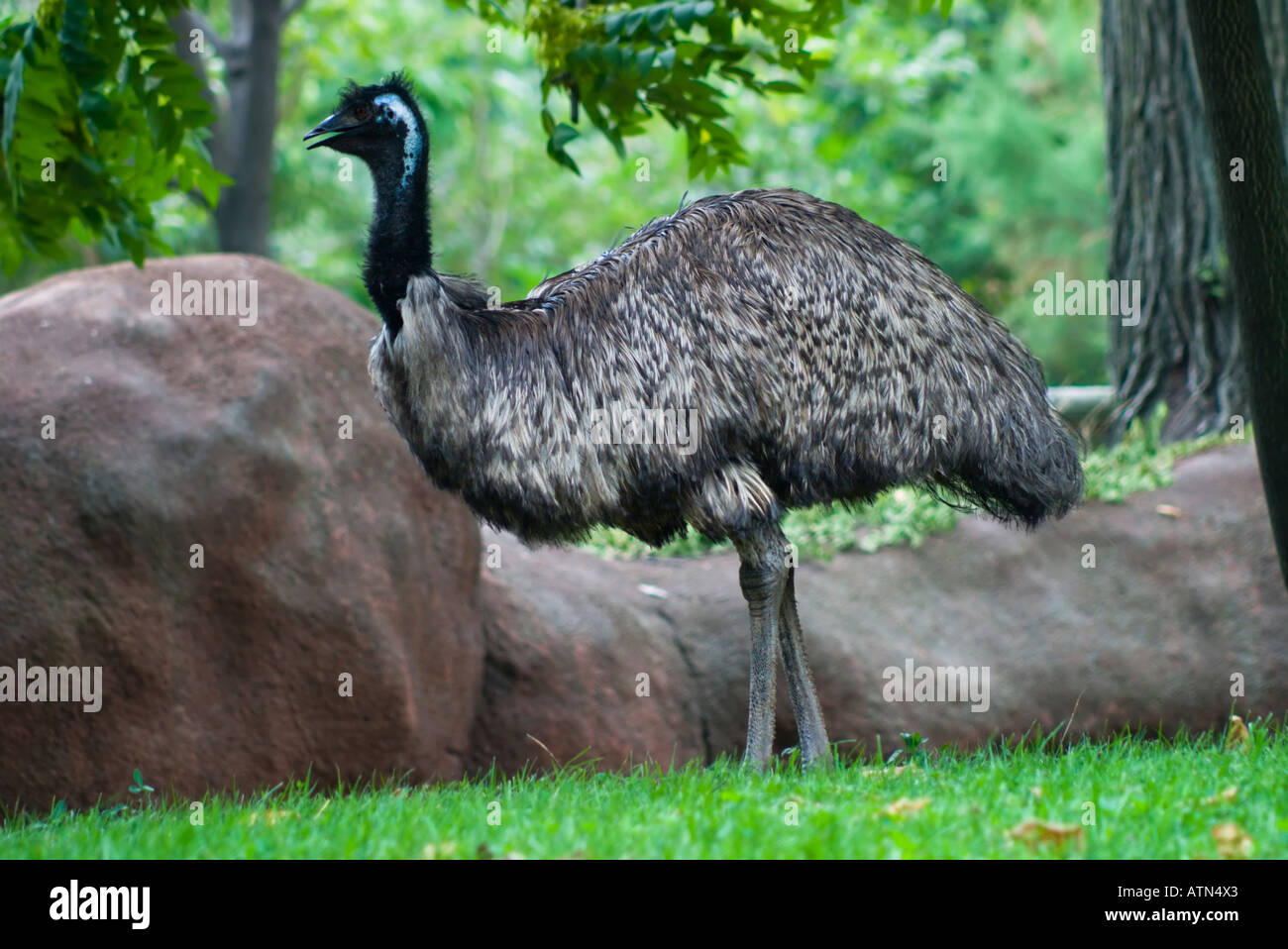 St Louis Zoo Missouri Hi Res Stock Photography And Images Alamy