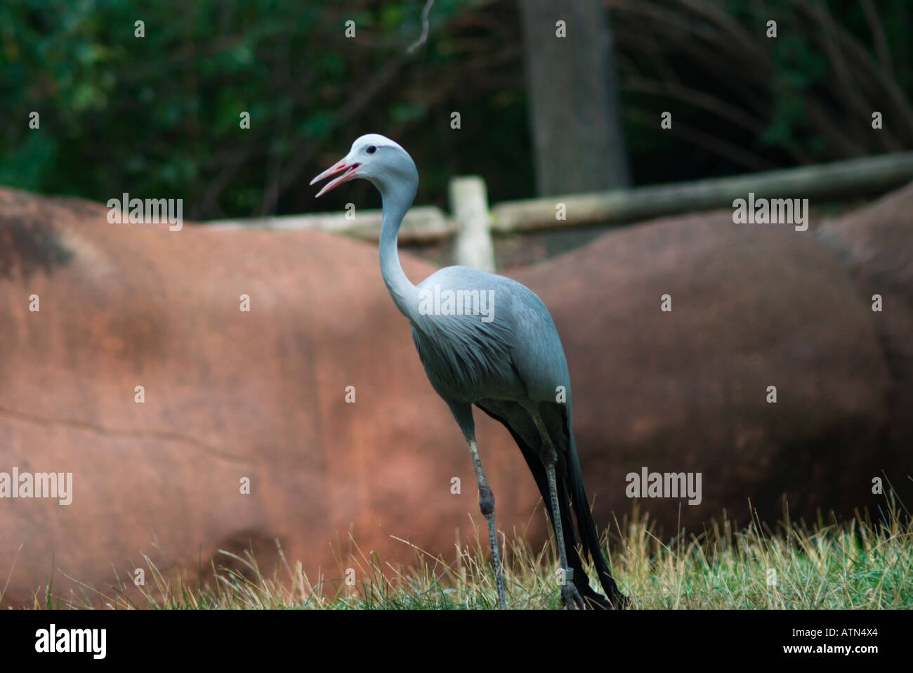 Oology hi-res stock photography and images - Alamy