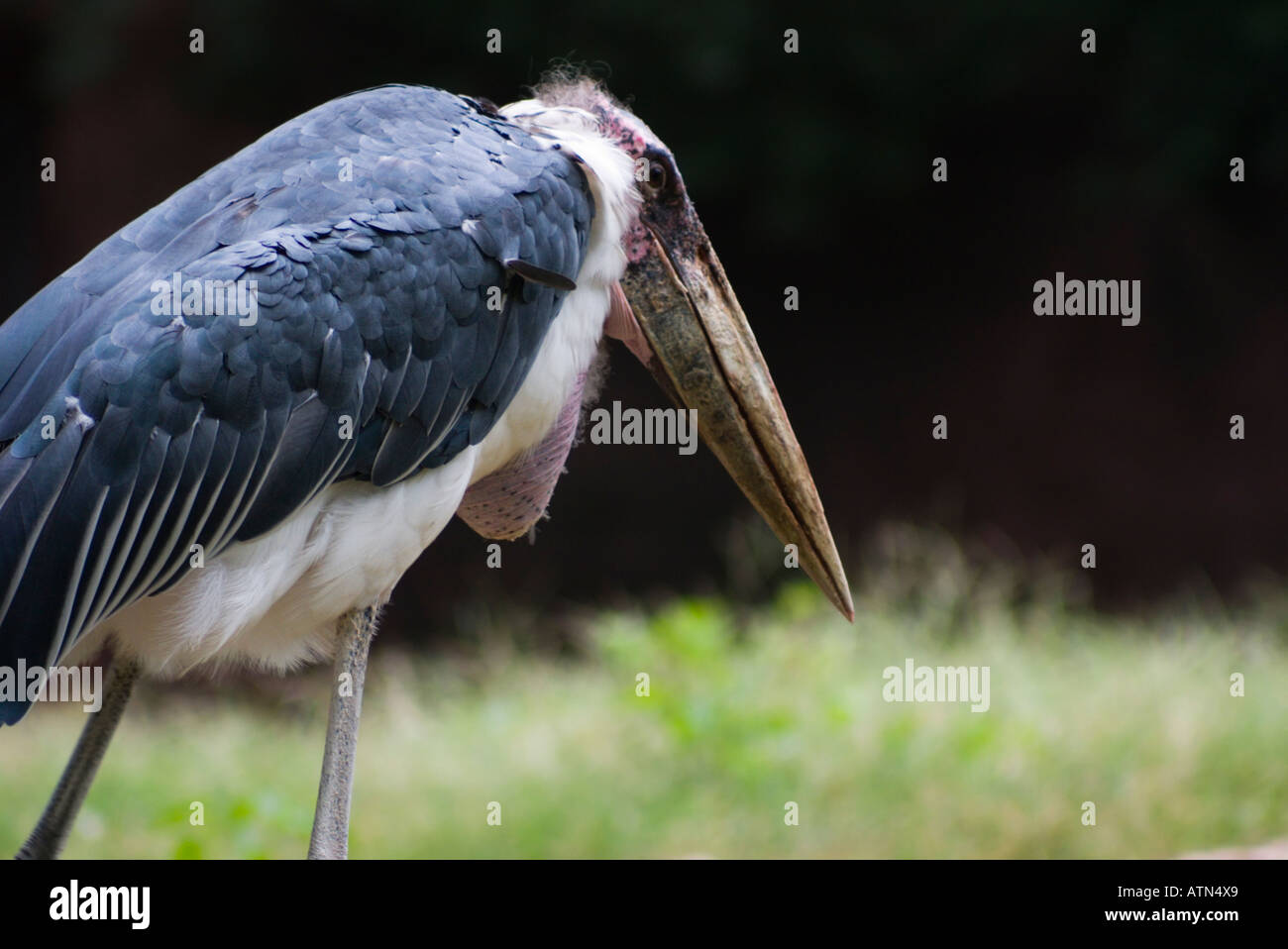 Marabou st hi-res stock photography and images - Alamy