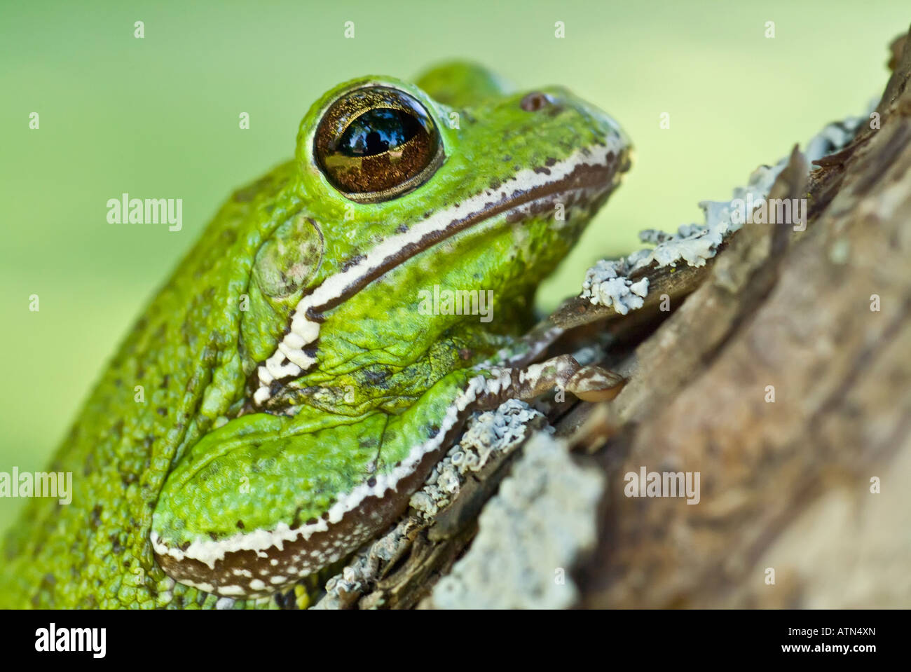 Barking tree frog, Hyla gratiosa, native to southeastern United States ...