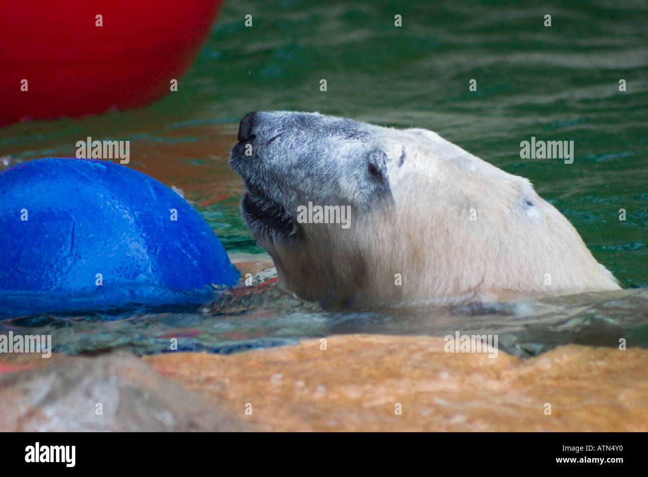 Polar bear playing ball hi-res stock photography and images - Alamy