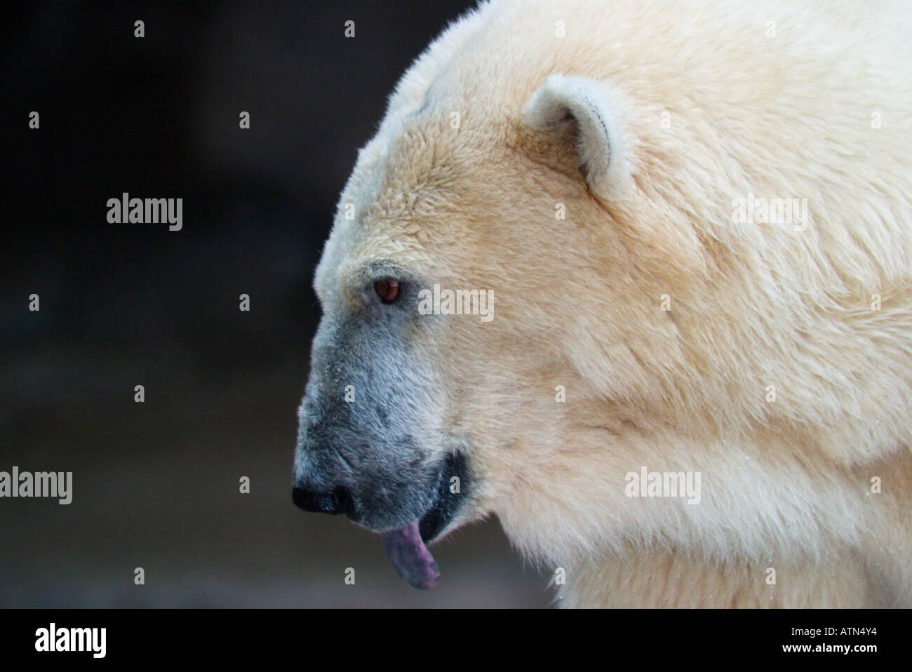 Headshots closeup of a polar bear Stock Photo - Alamy