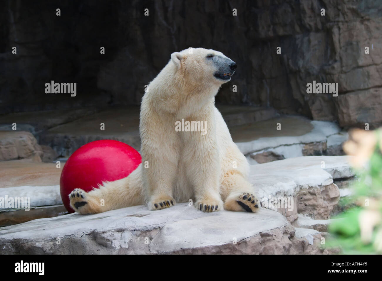 A polar bear beating the summer heat Stock Photo - Alamy