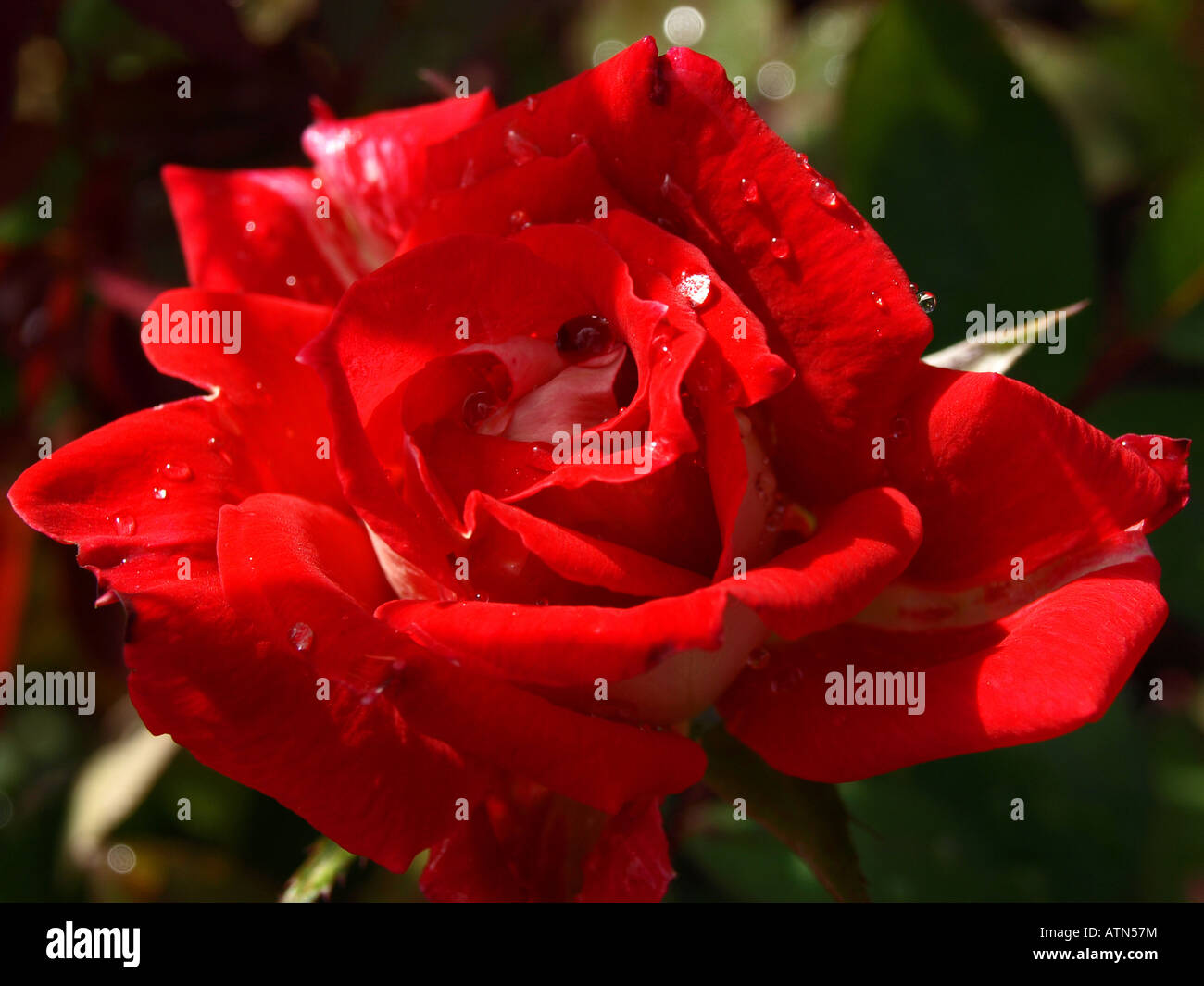 Rain wet red rose hi-res stock photography and images - Alamy
