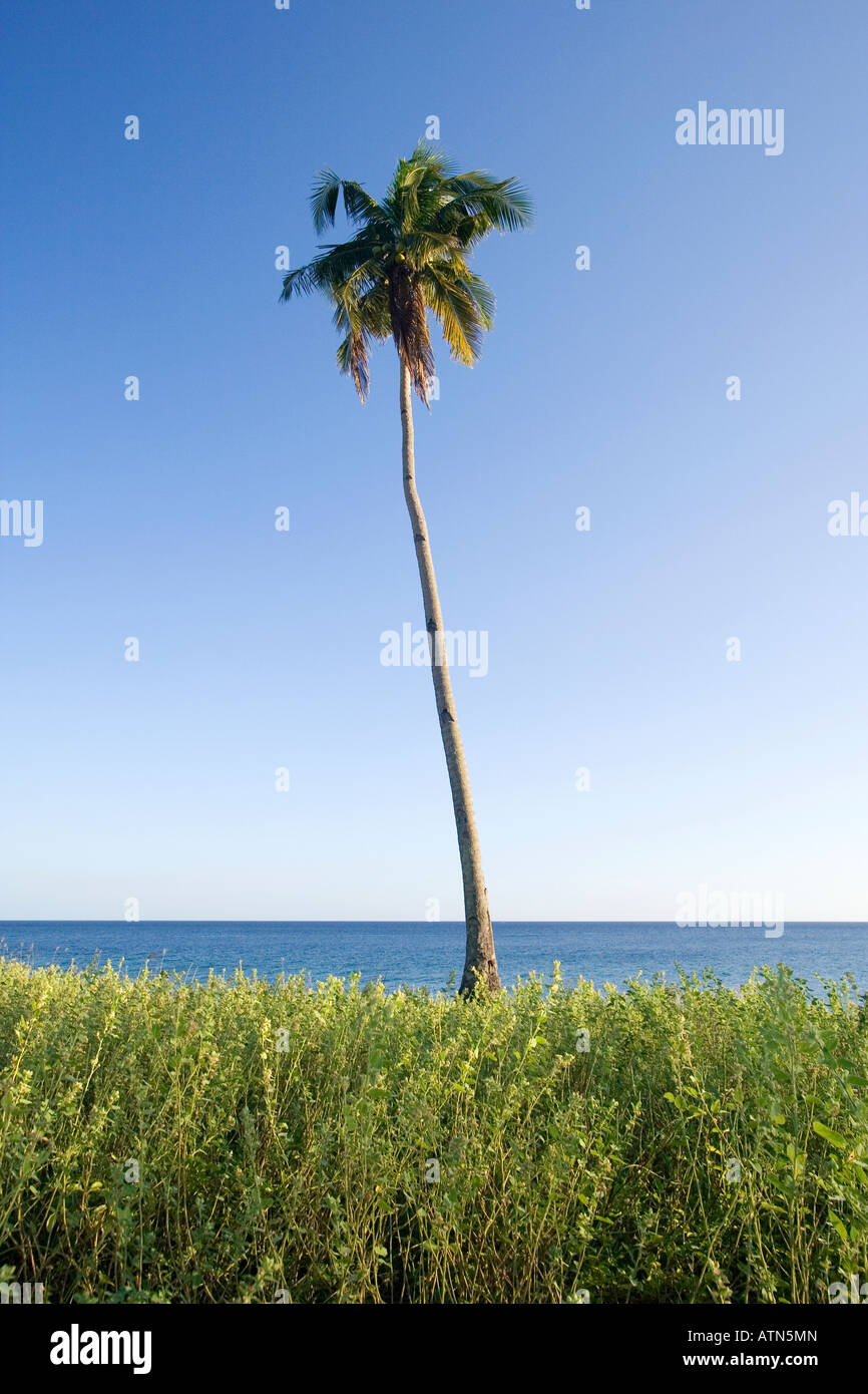A lone coconut tree at the beach Stock Photo - Alamy