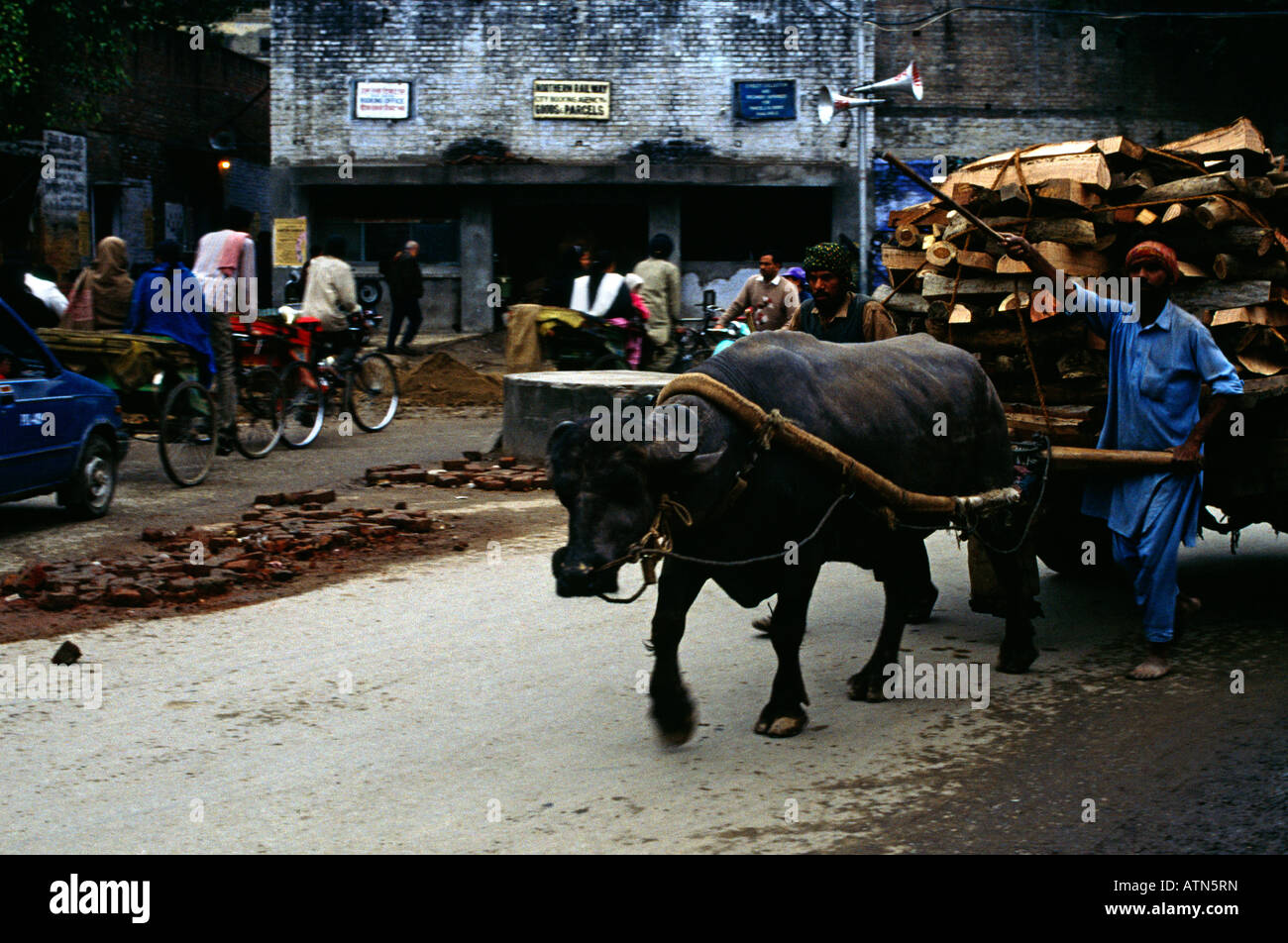 Amritsar India Buffalo Pulling Cart Full Of Wood Man Driving Buffalo ...