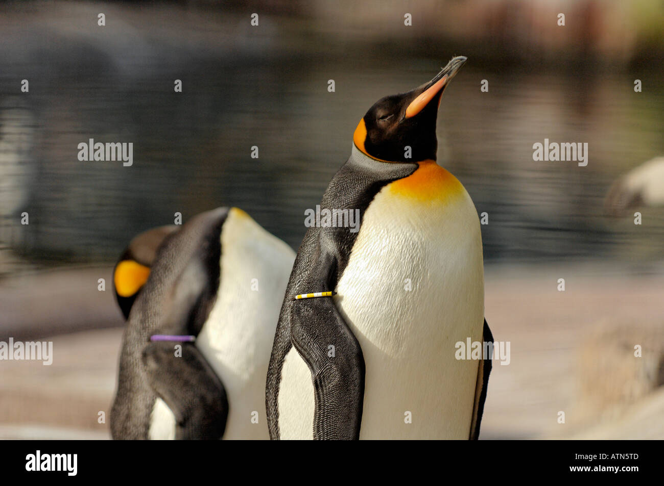 Two King Penguins at Edinburgh Zoo, Scotland Stock Photo - Alamy