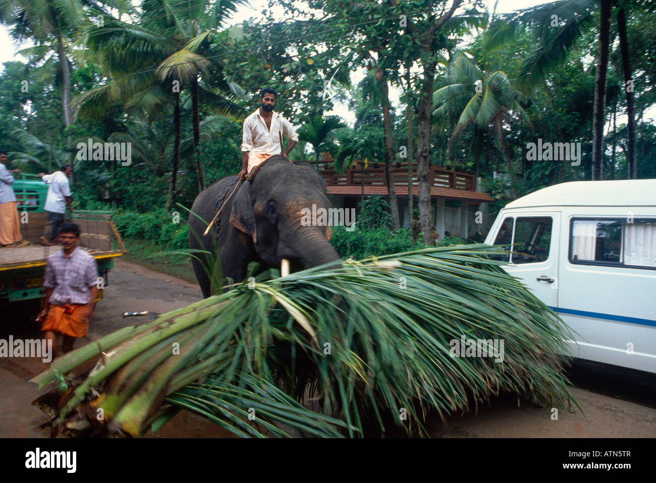 Kerala India Haripad Man Riding Elephant Using Lathi Stick Elephant ...