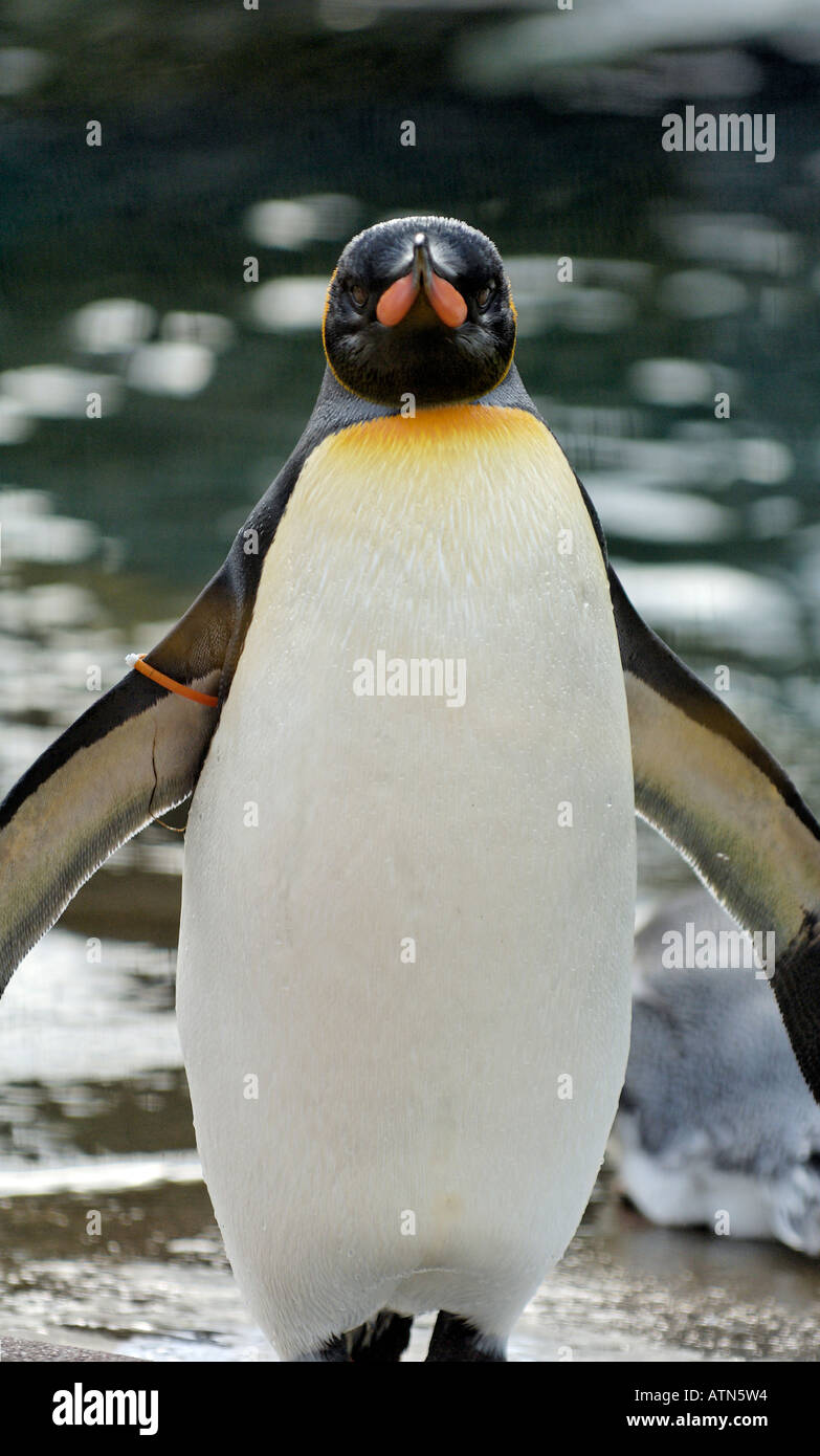 Edinburgh zoo photo hi-res stock photography and images - Alamy