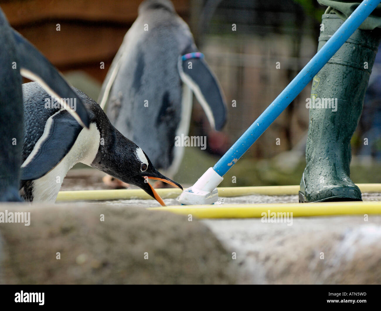 Attacking penguin hi-res stock photography and images - Alamy