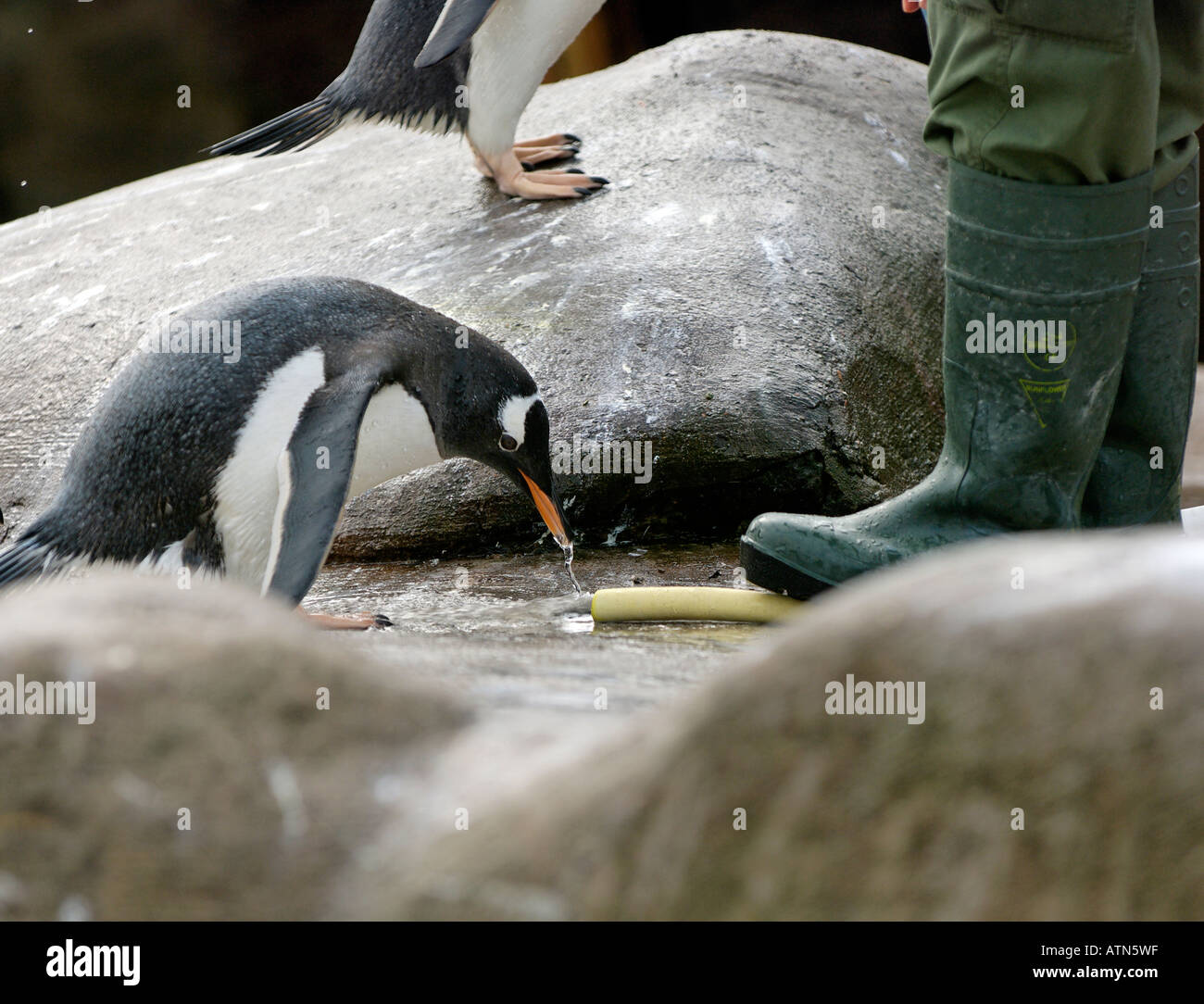 Edinburgh zoo penguin rocks hi-res stock photography and images - Alamy