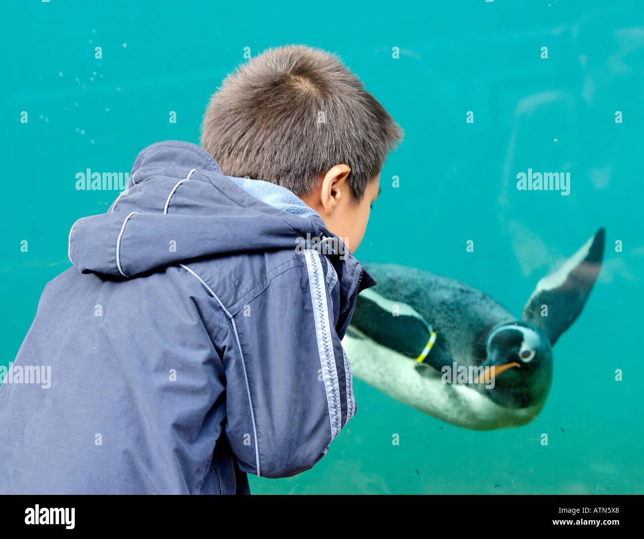 A Young Boy Looking Closely at a Gentoo Penguin Swimming in Edinburgh ...