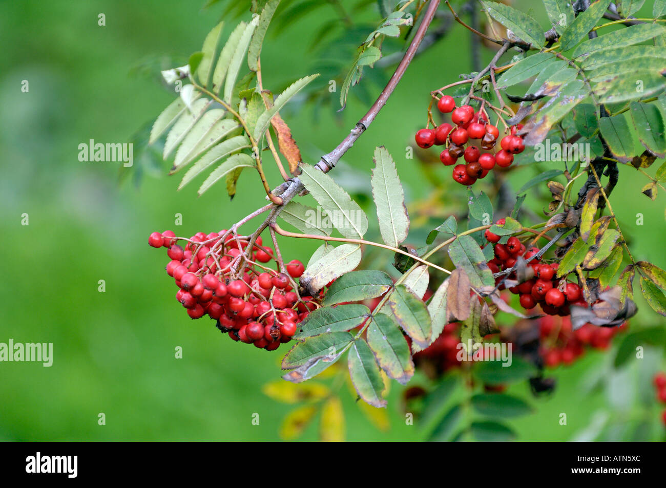 Bunches of Red Berries Hanging from Branches of a Tree Stock Photo - Alamy