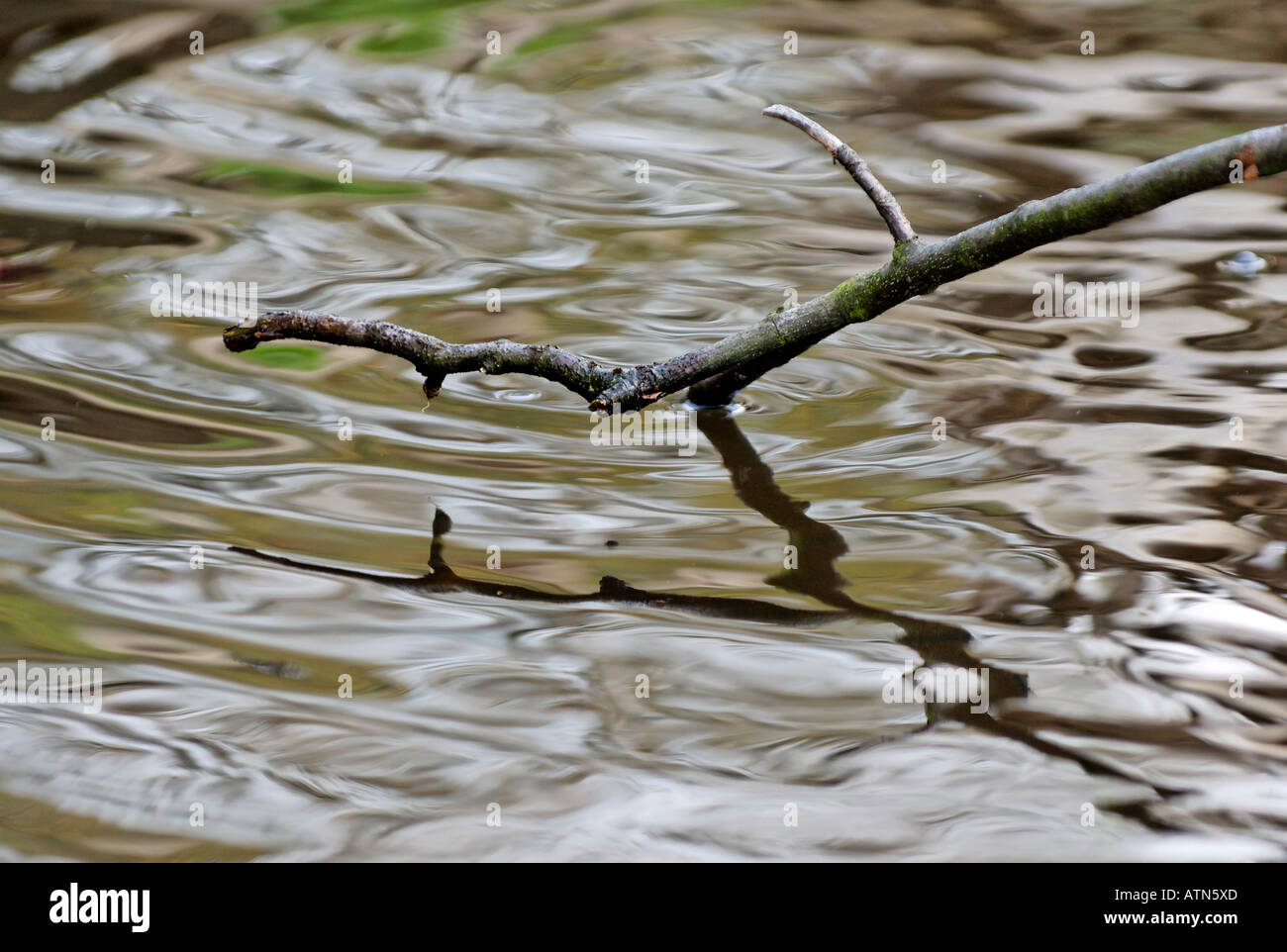 A Tree Branch Dangling Over Water Stock Photo - Alamy