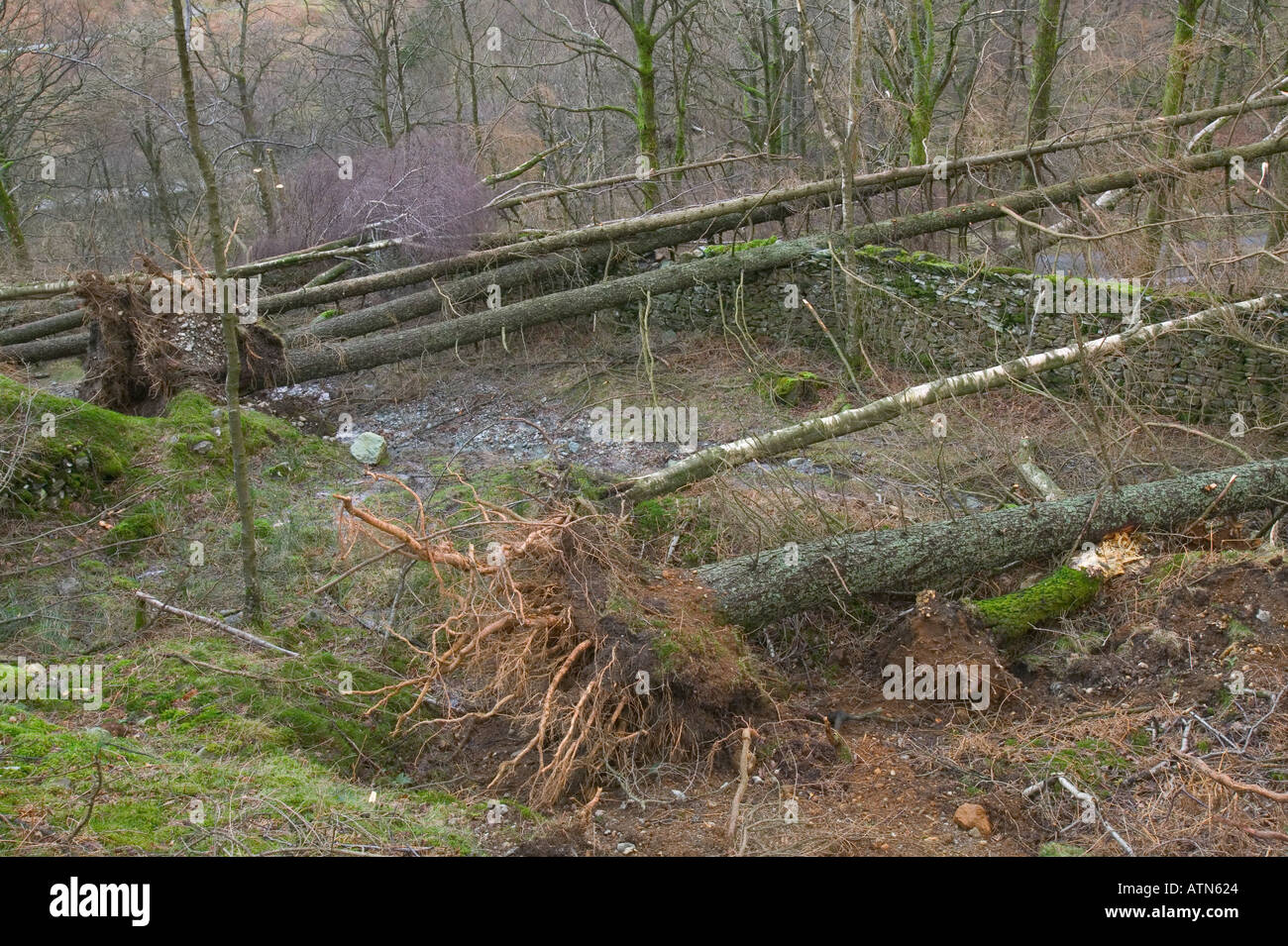 Uprooted tree hi-res stock photography and images - Alamy