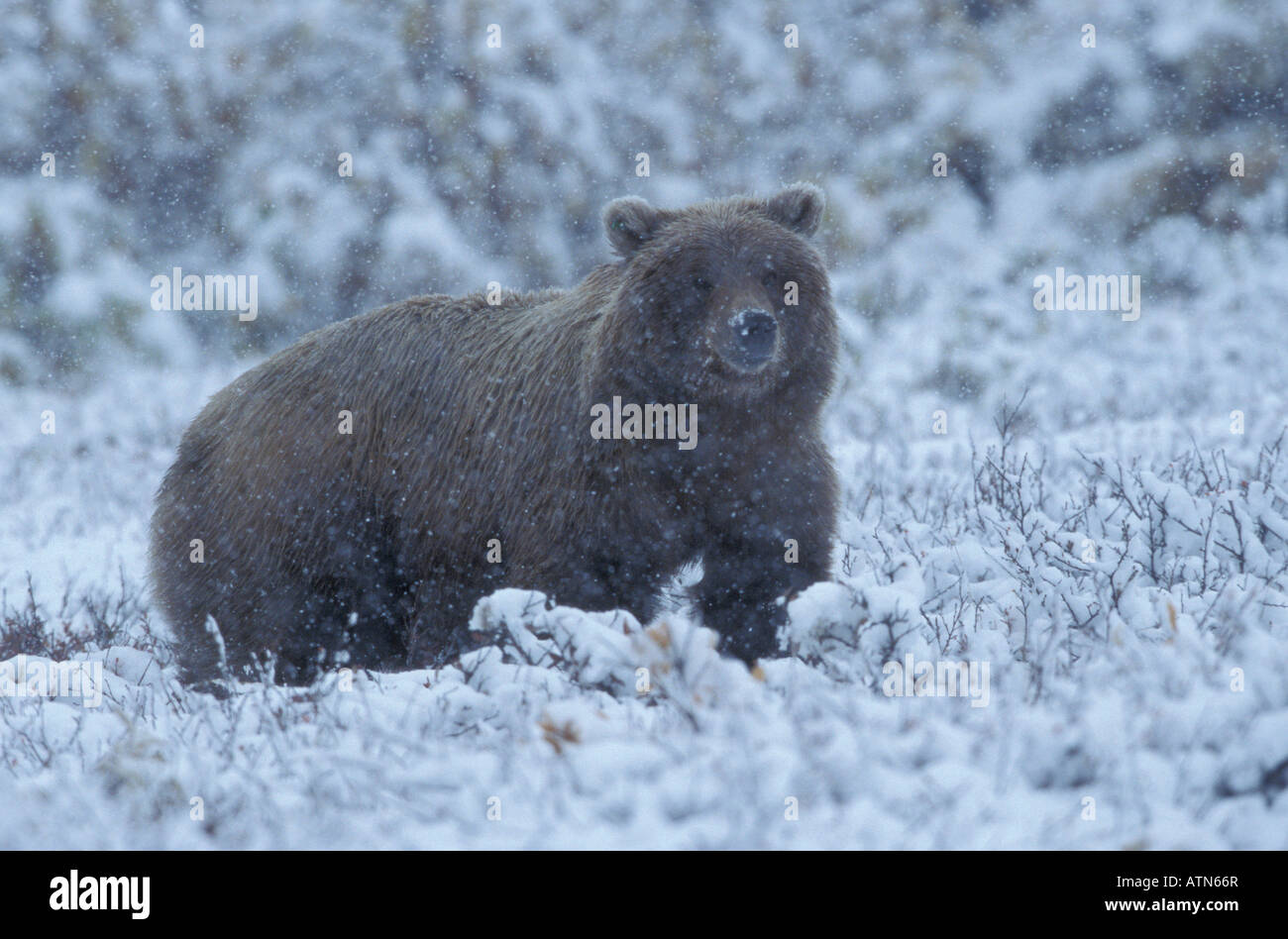 Grizzly Bear, Ursus arctos, in snow Stock Photo - Alamy