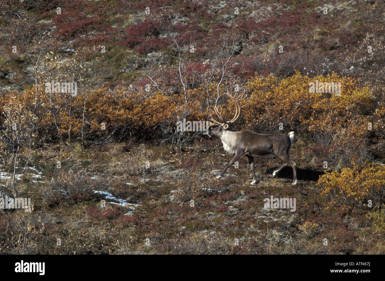 Caribou male, Rangifer tarandus, in fall foliage Stock Photo - Alamy