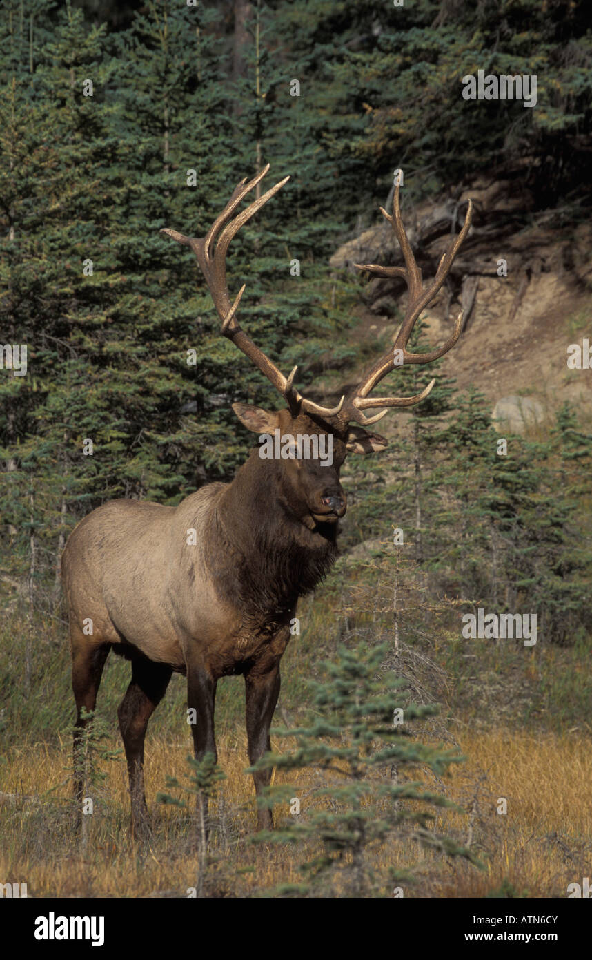 American Elk male, Cervus elaphus, stretching Stock Photo - Alamy