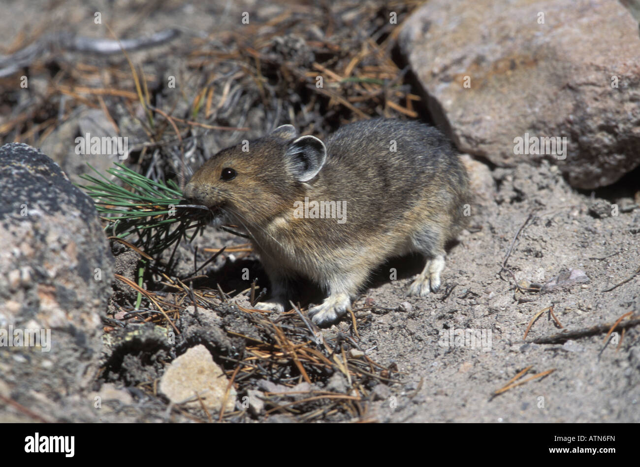 Collared Pika, Ochotona collaris, carrying food Stock Photo - Alamy