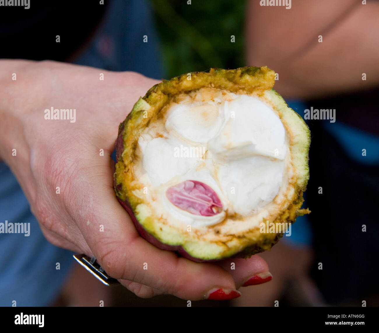 Inside cocoa plant hi-res stock photography and images - Alamy