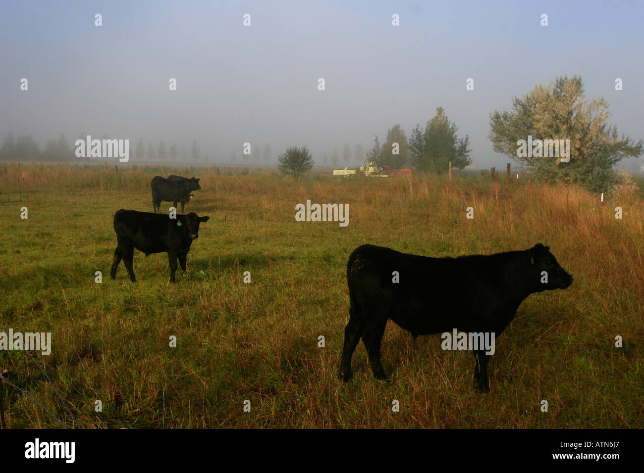 Cows in morning fog, Central Montana Stock Photo - Alamy