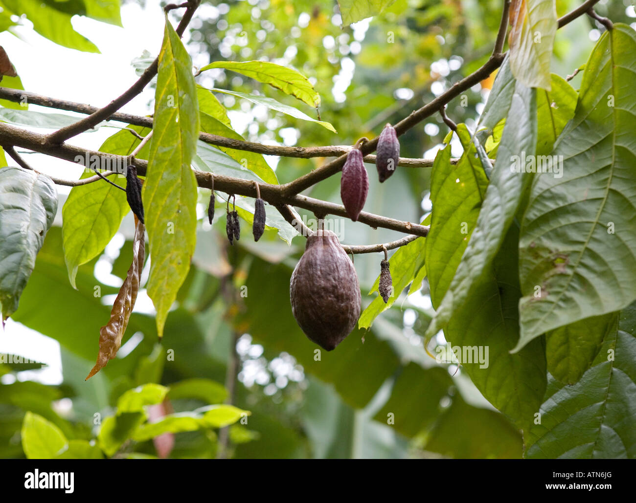 Cocoa plantation landscape hi-res stock photography and images - Alamy