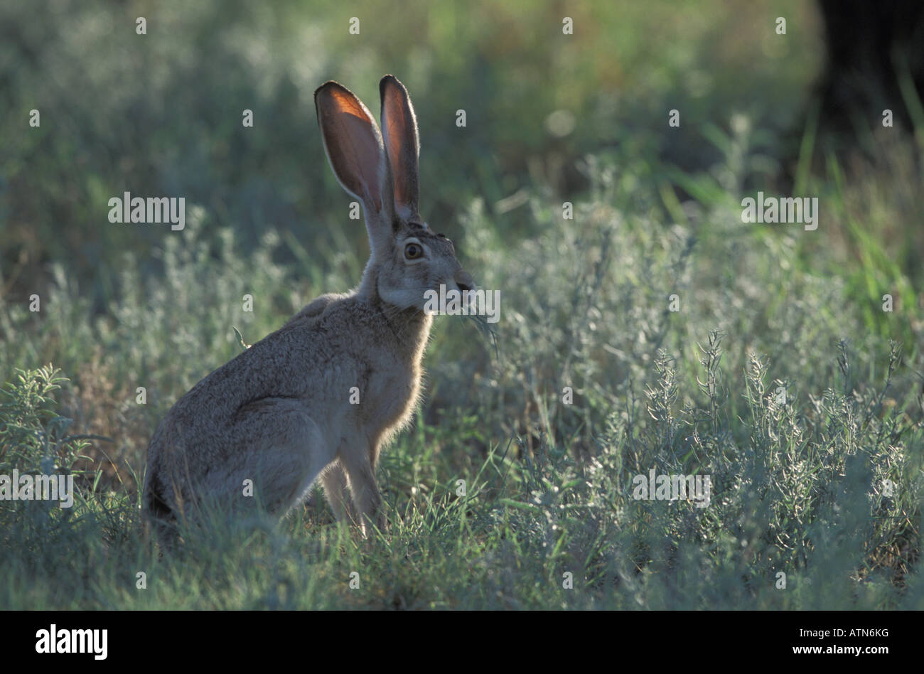 Black-tailed Jackrabbit, Lepus californicus, eating grass Stock Photo ...