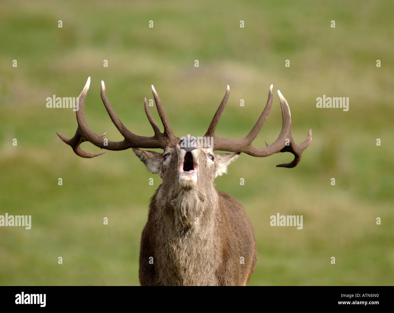Group stag deer scotland highlands hi-res stock photography and images ...