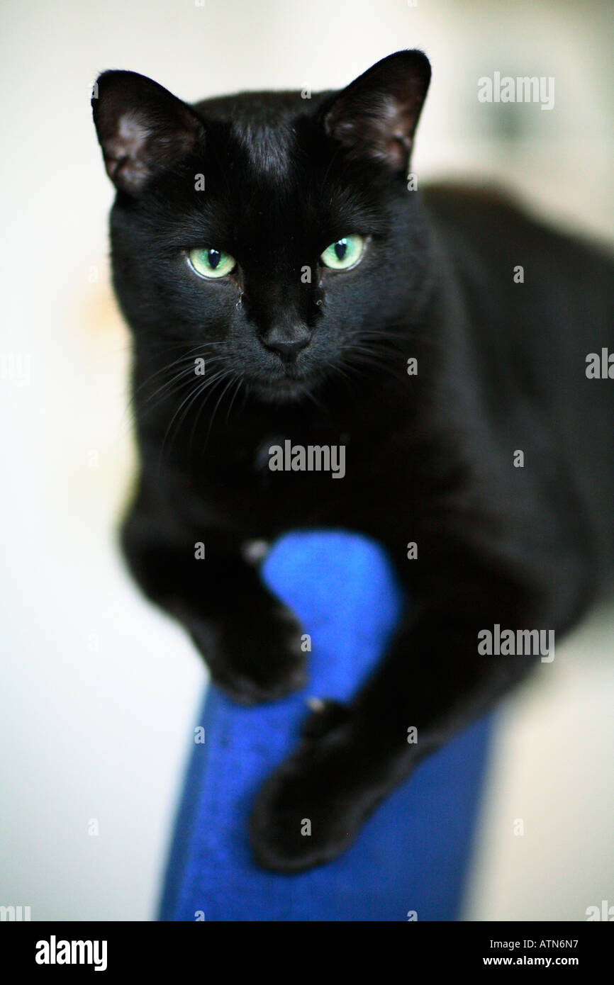 Black cat balancing on top of blue chair Stock Photo - Alamy